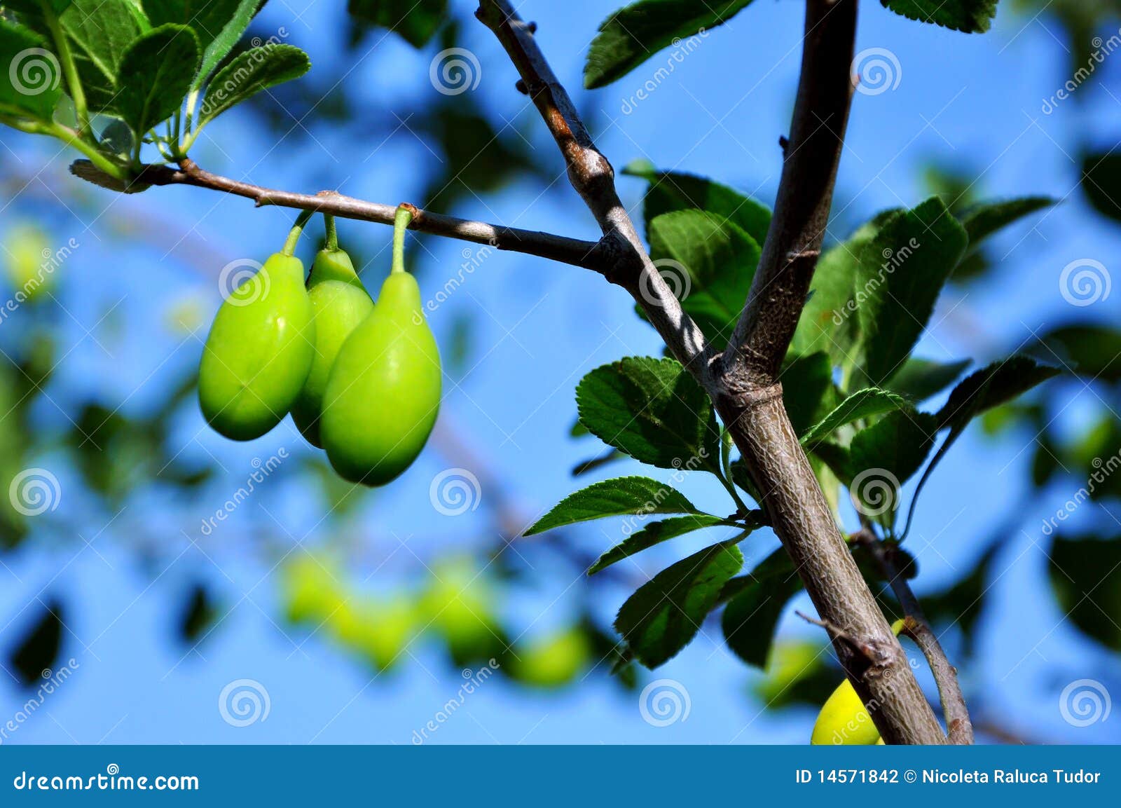 Prunes stock photo. Image of landscape, grow, beauty - 14571842