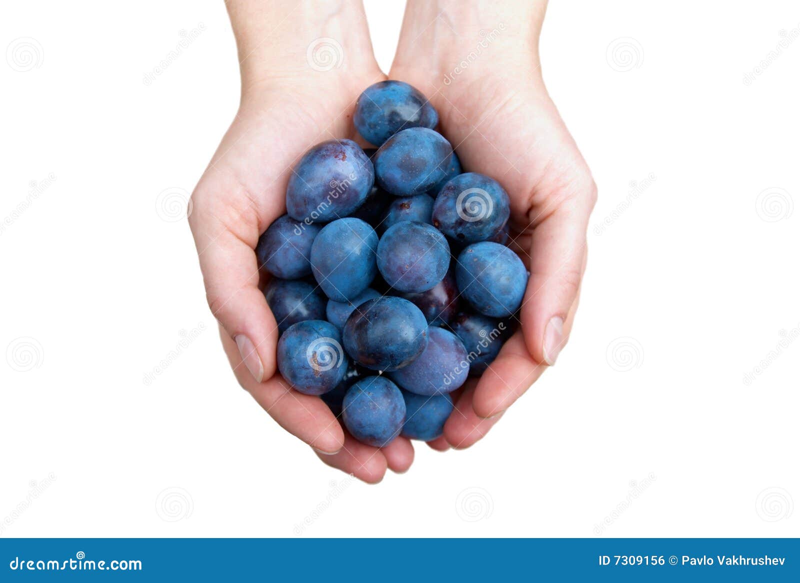 Prunes in hands stock photo. Image of organic, plum, isolated - 7309156