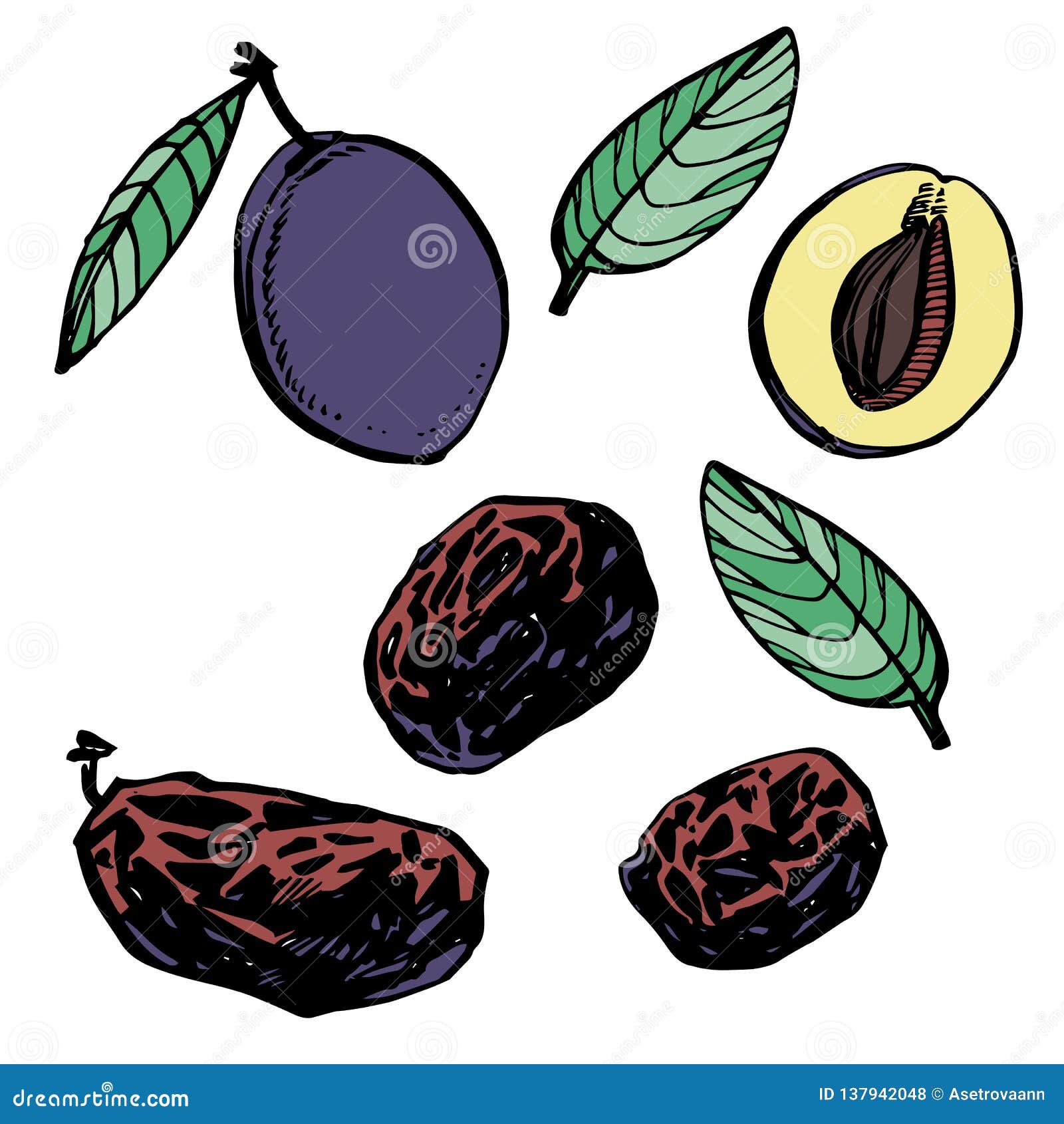 Prunes and Plums Vector Hand Drawn Illustration. Ink Sketch of Nuts ... Prunes and Plums Vector Hand Drawn Illustration. Ink Sketch of Nuts ...