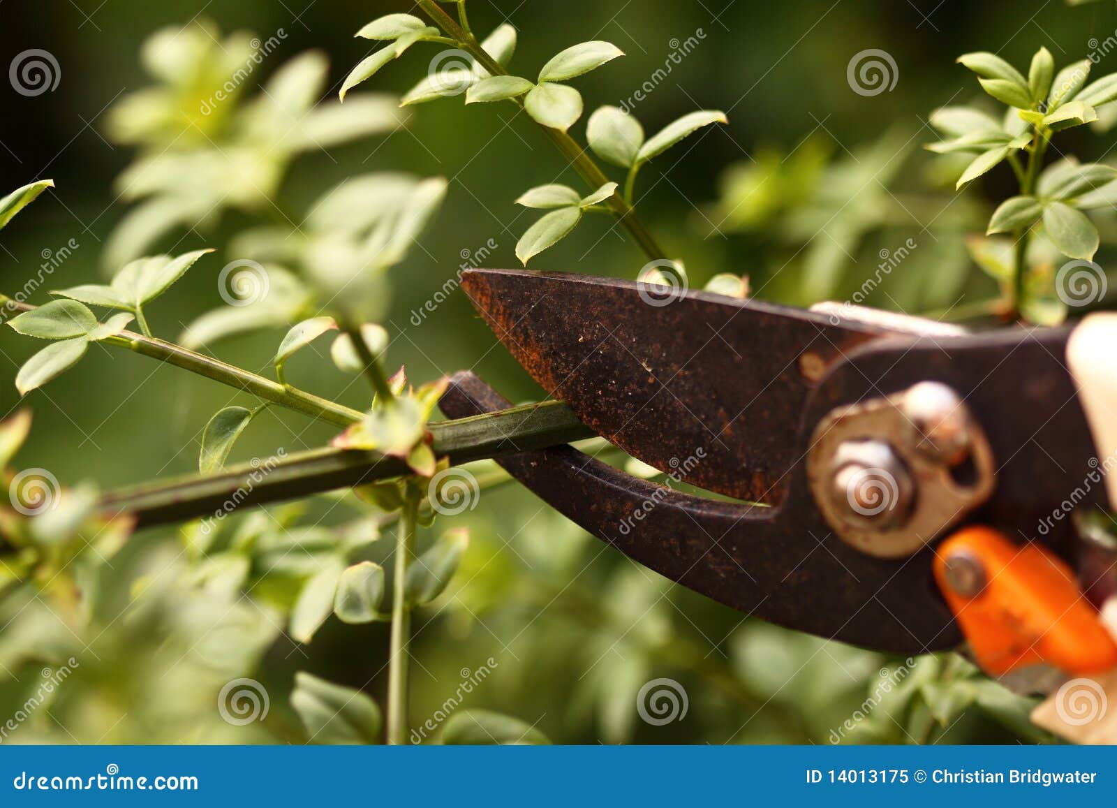 Pruning a stock image. Image of gardening, plant, garden - 14013175