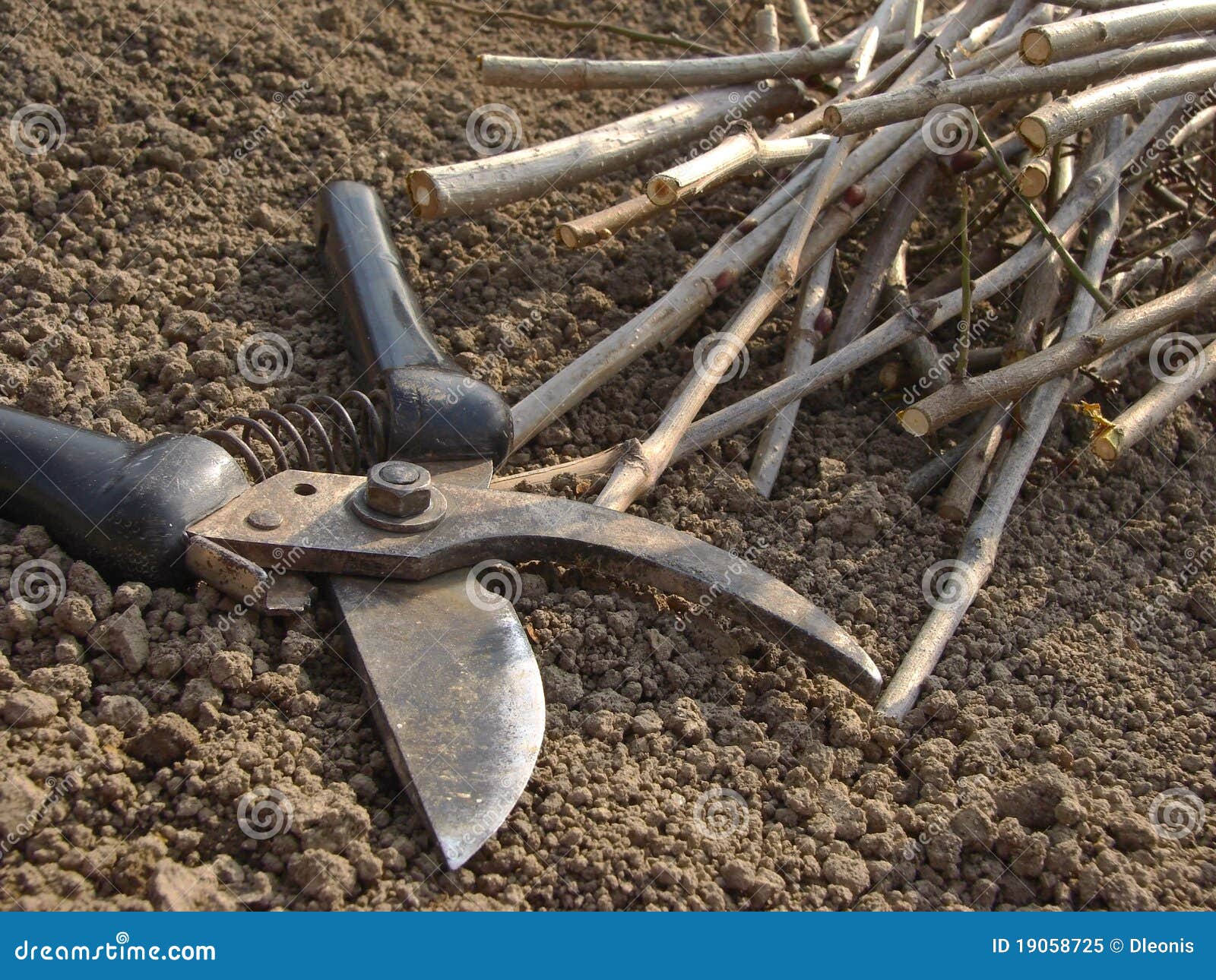 Pruning stock image. Image of sharp, tree, prune, spring - 19058725
