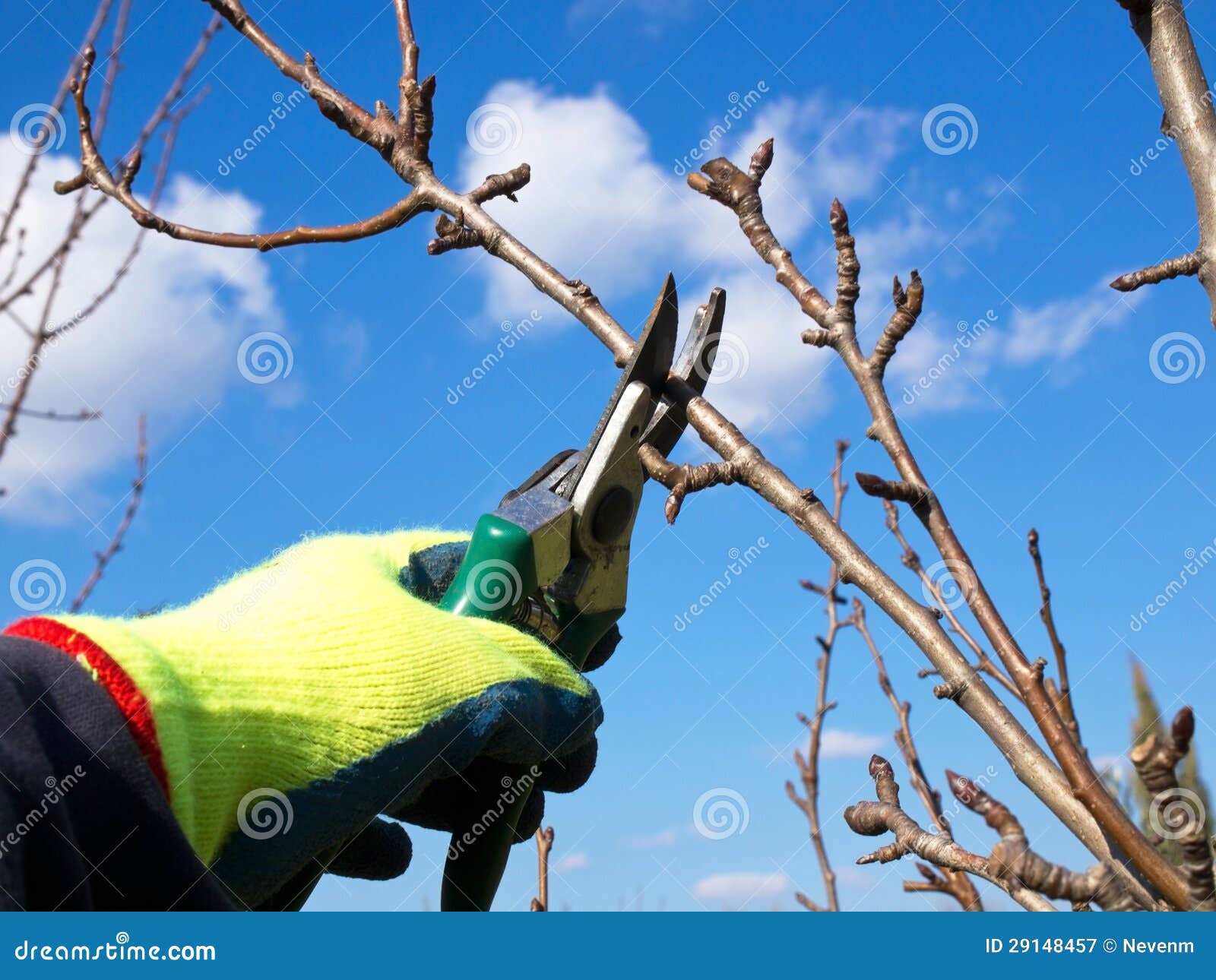 Pruning stock image. Image of machinery, adult, fingers - 29148457