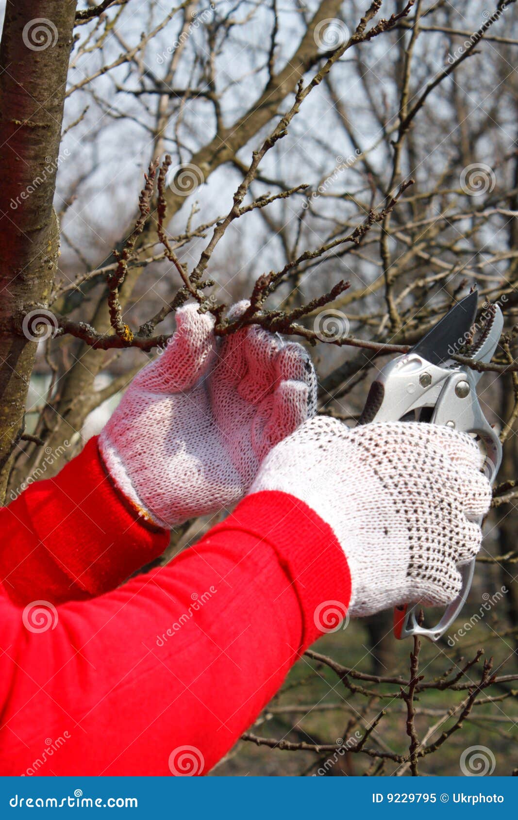 Pruning stock image. Image of finger, branch, growth, scissors - 9229795