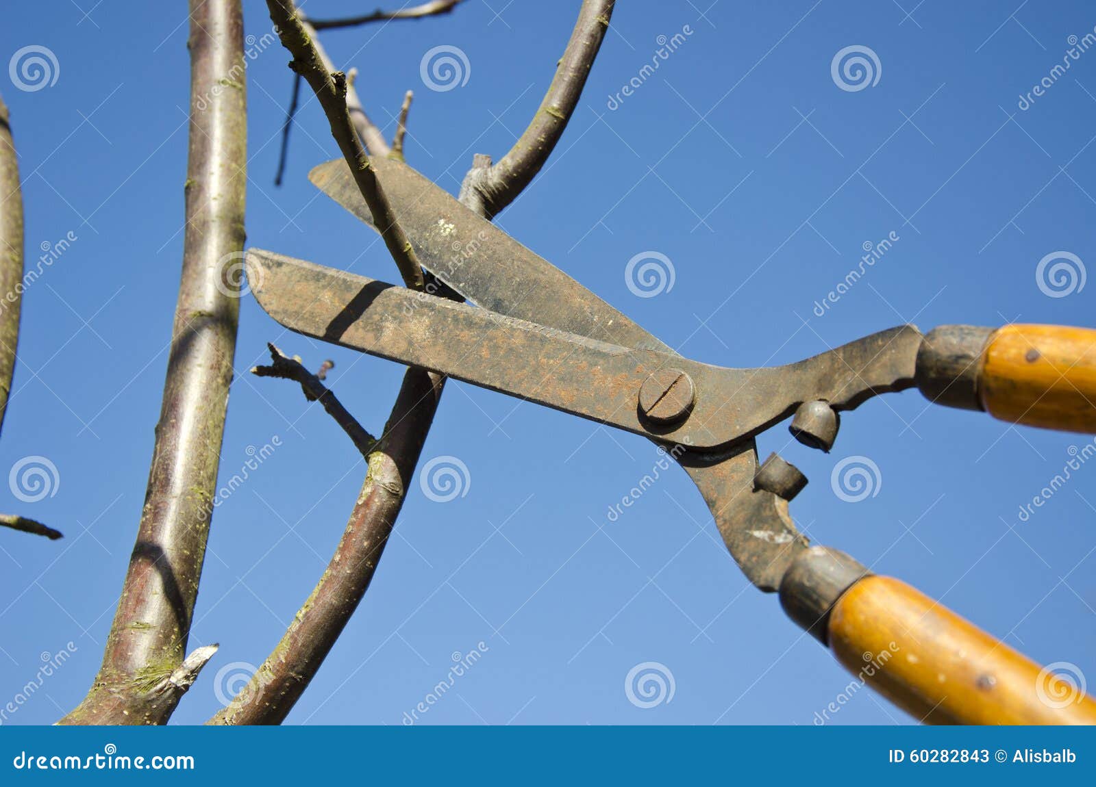 Pruning Apple Tree Branch with Scissors in Spring Stock Image - Image ...