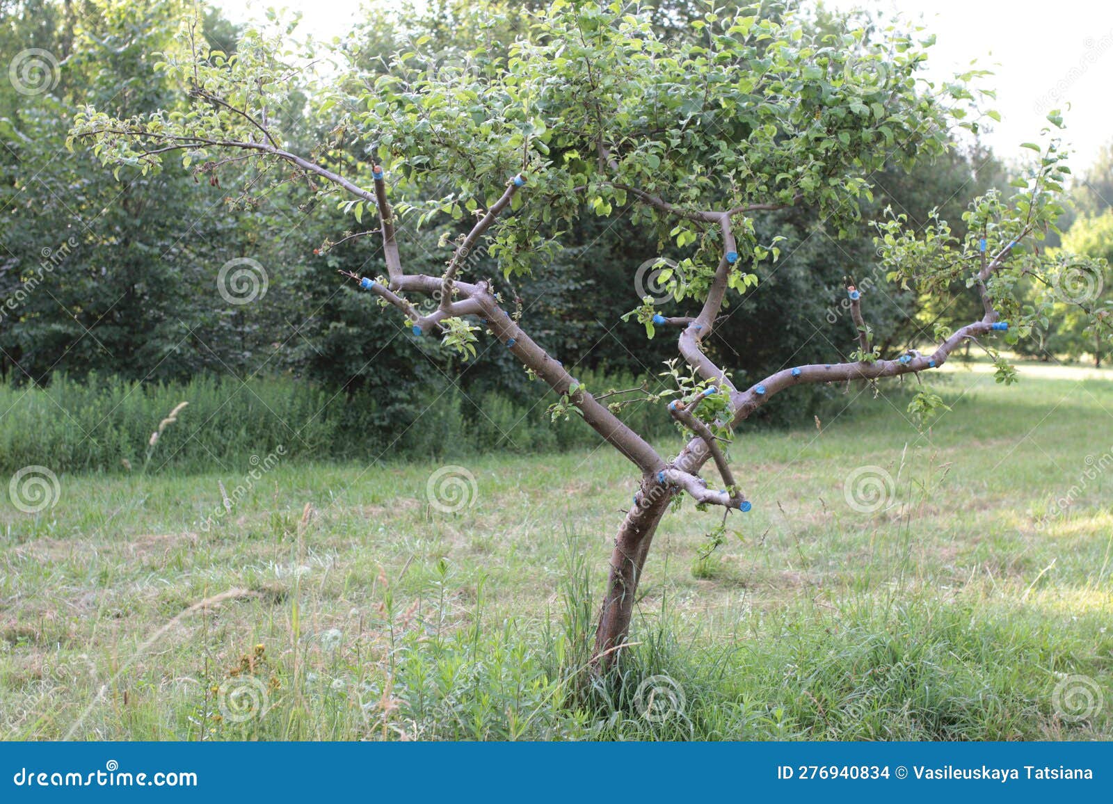Pruning an Apple Tree in a City Garden Stock Photo - Image of apple ...
