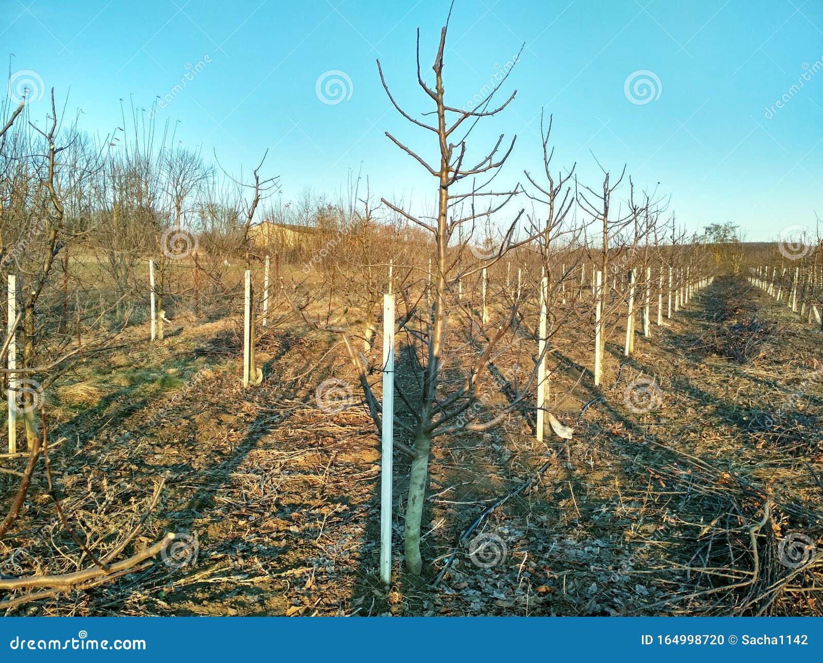 Pruning Apple Tree in Orchard. a Apple Orchard in the Sun on a Blue Sky ...