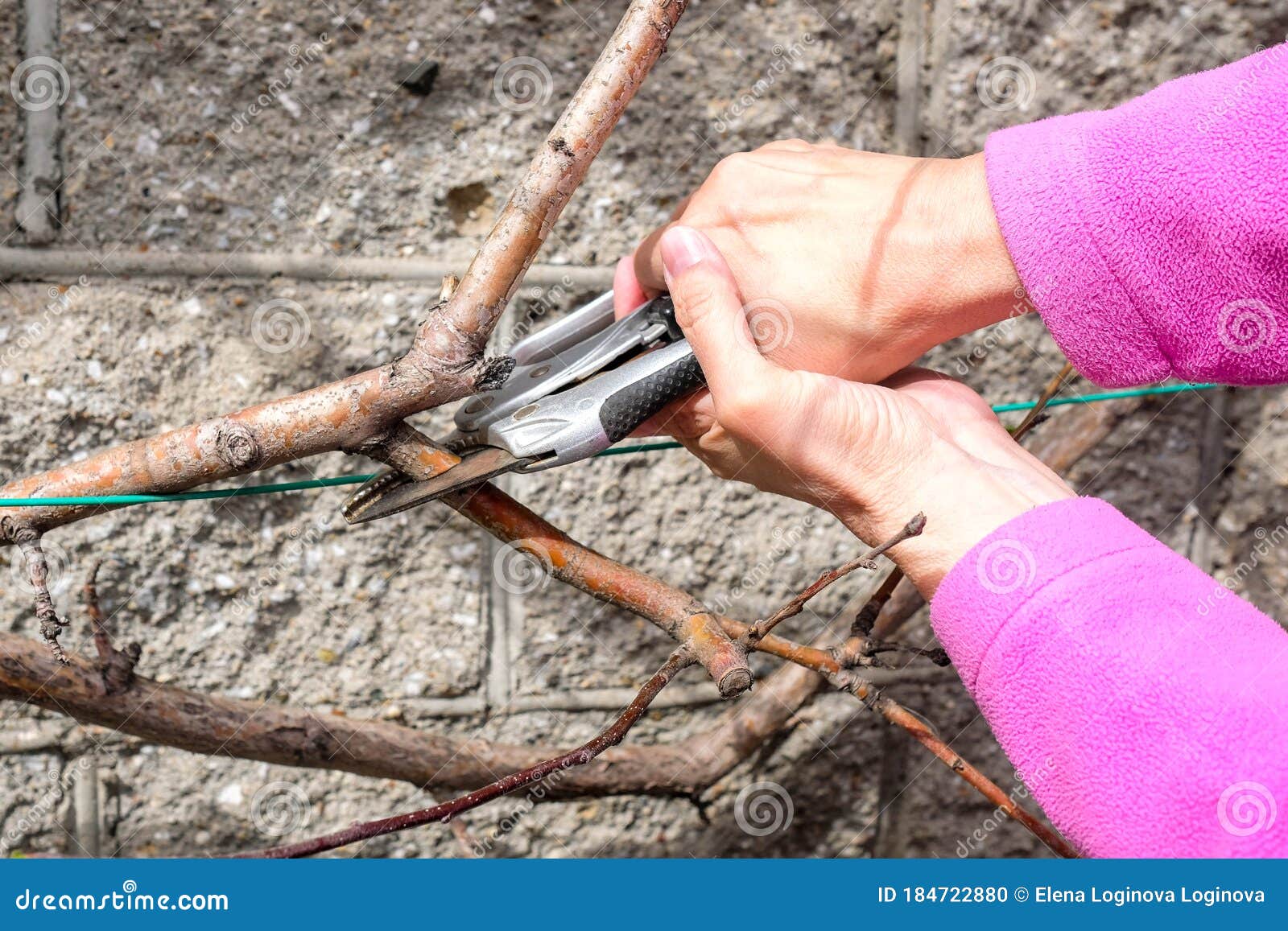 Pruning Apple Trees in Spring. Secateurs Remove Excess Branches Stock ...
