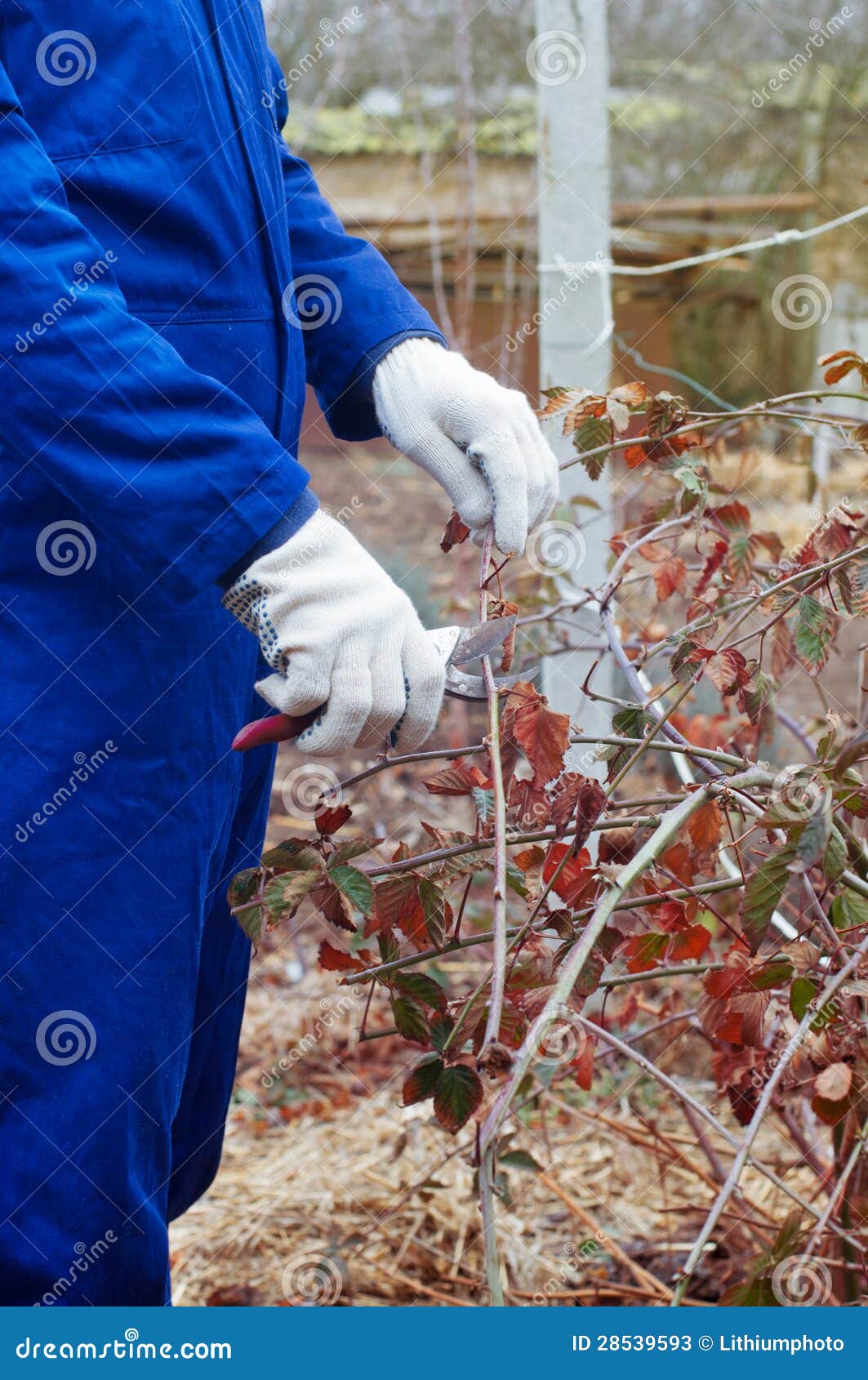 Pruning blackberry bush stock image. Image of equipment - 28539593