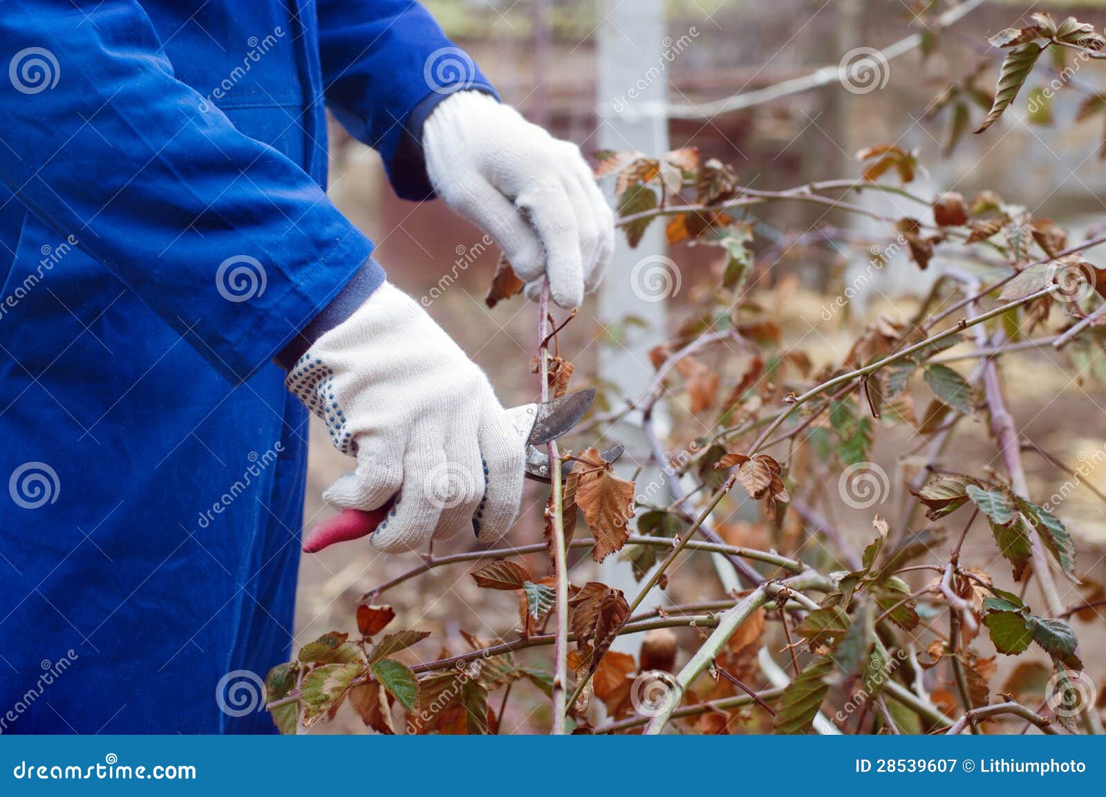 Pruning blackberry bush stock image. Image of holding - 28539607