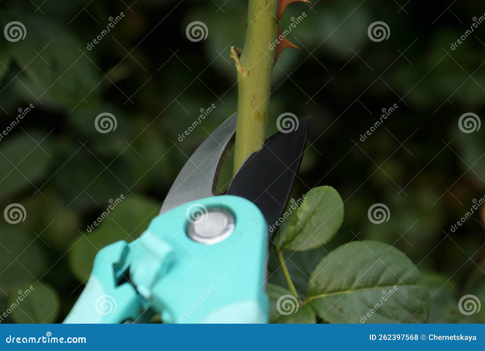 Pruning Branch with Spikes by Secateurs Outdoors, Closeup Stock Photo ...