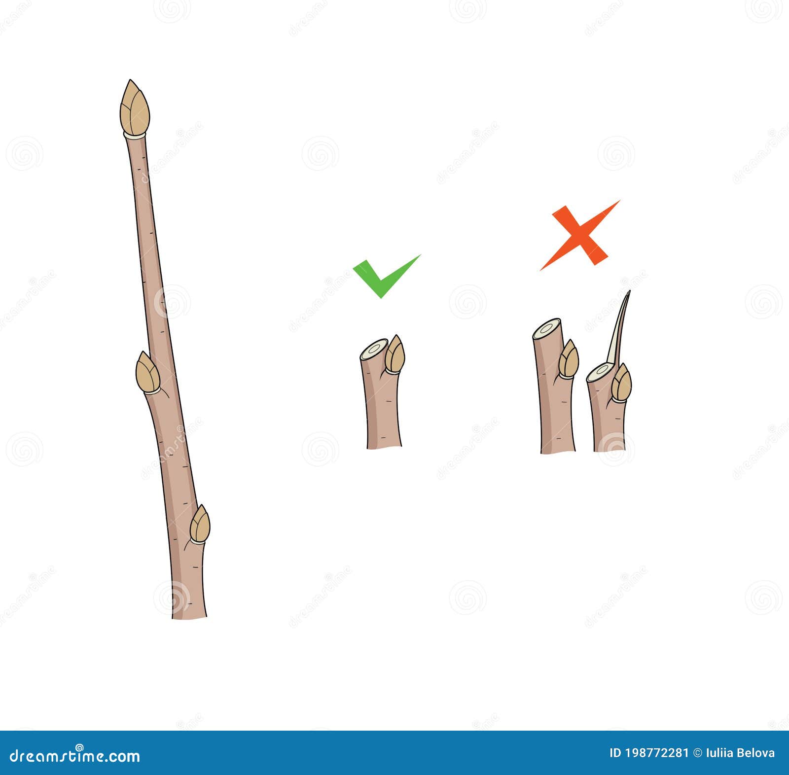 Pruning Branches Of Fruit Trees. Branches And Buds. Isolated On White ...