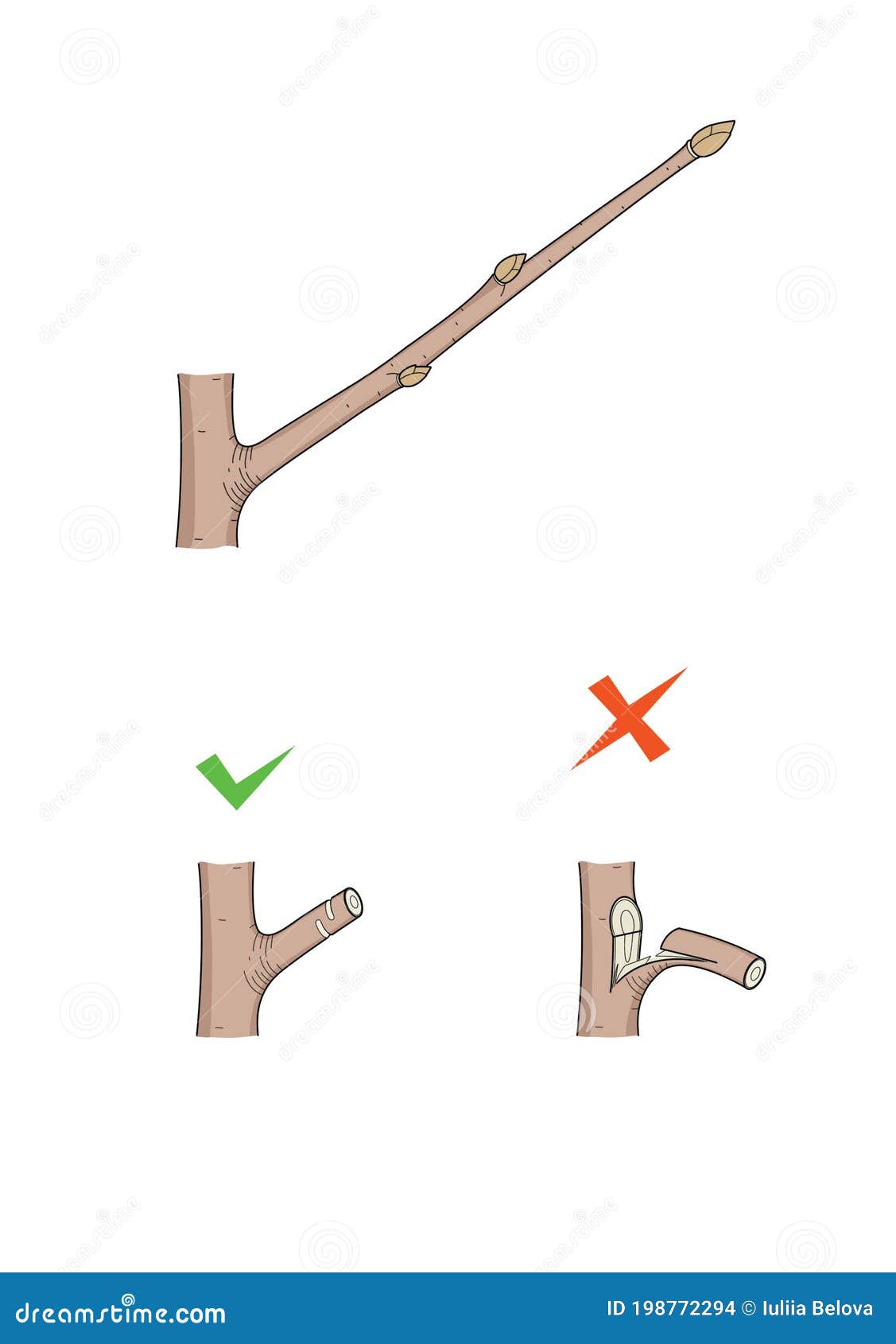 Pruning Branches Of Fruit Trees. Branches And Buds. Isolated On White ...