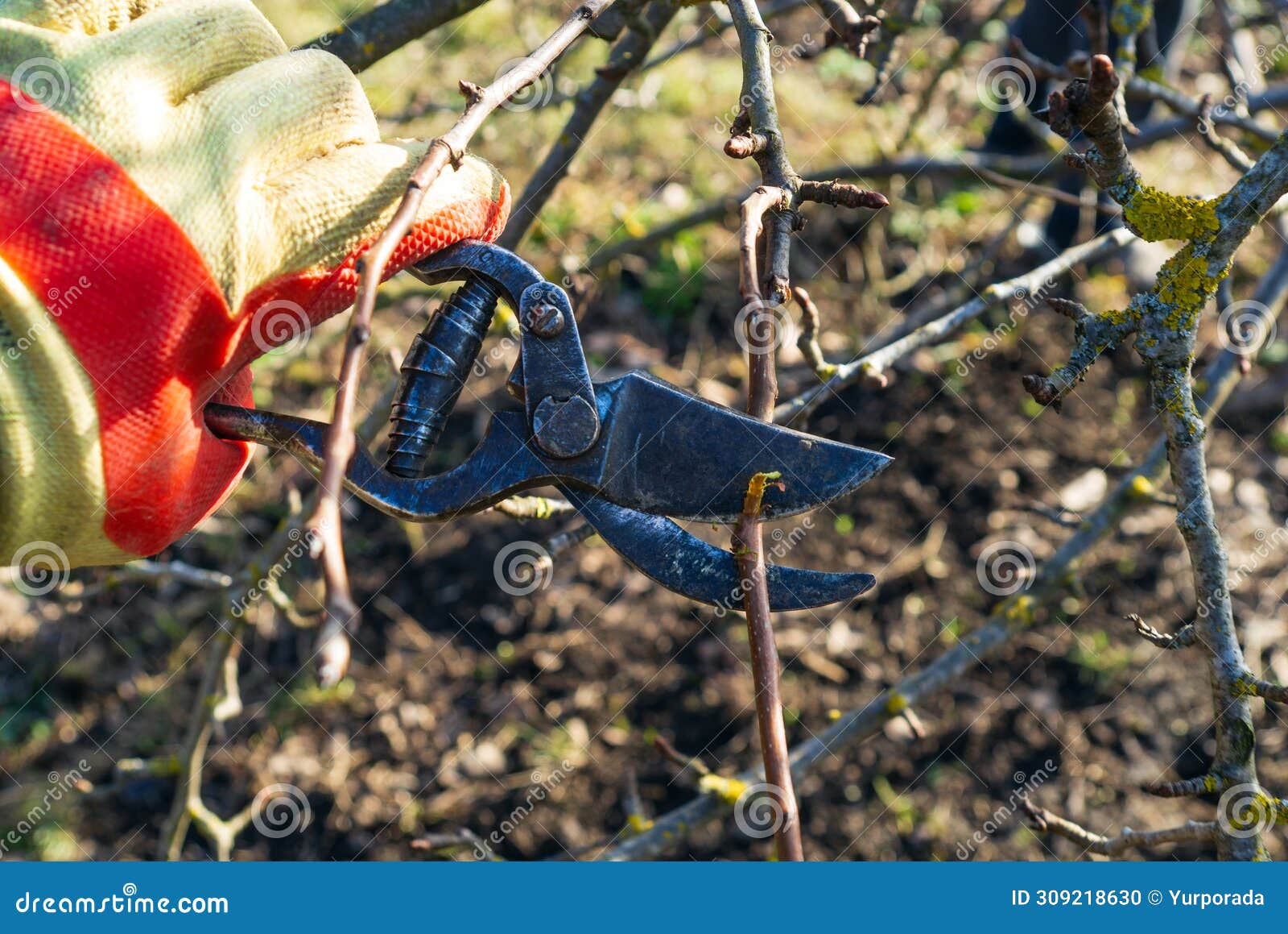 Pruning Branches in the Garden on Fruit Trees. Close-up of a Garden ...
