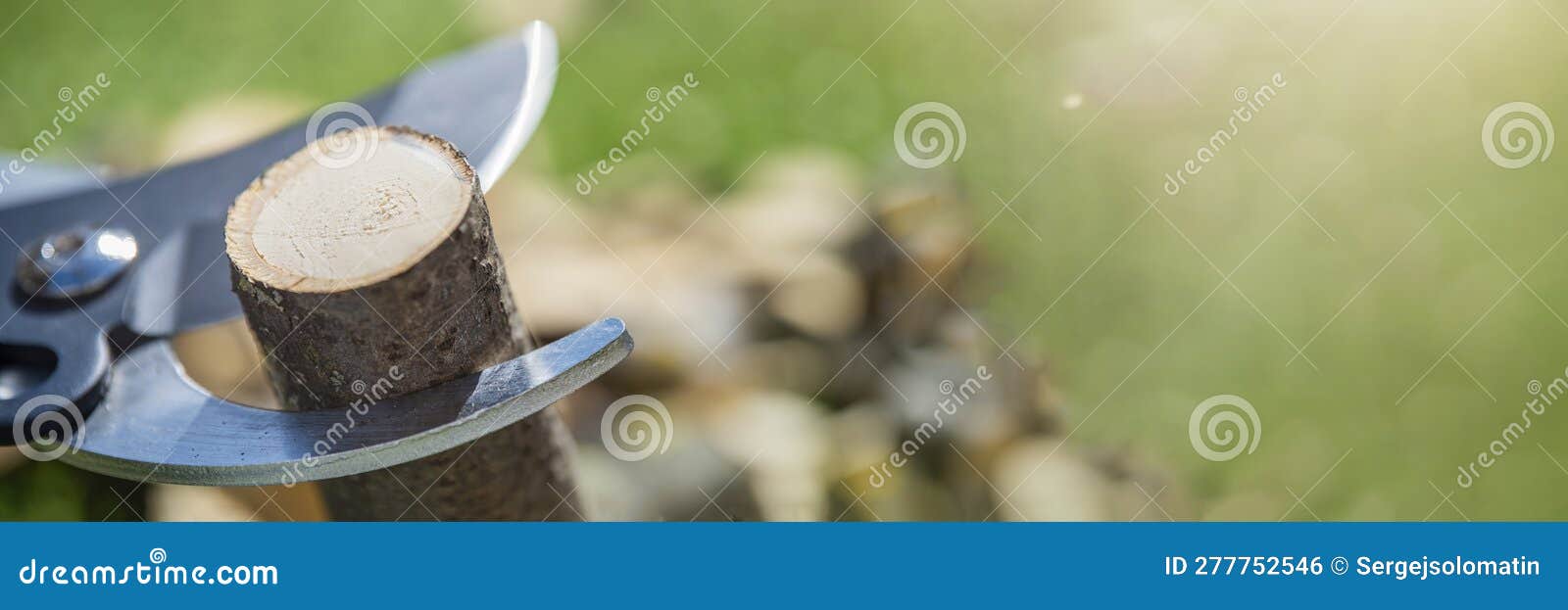 Pruning Branches with Garden Shears. Tree Care in the Garden. Scissors ...