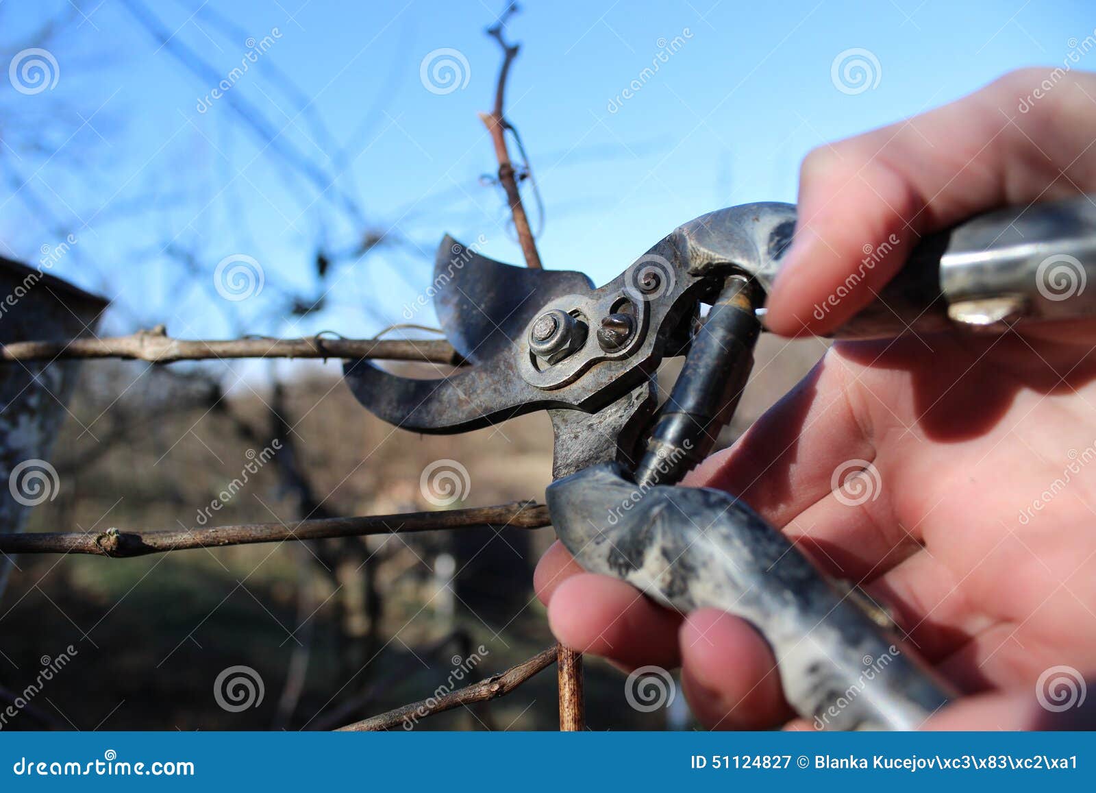Pruning Branches of Grapes in the Spring Garden Stock Image - Image of ...