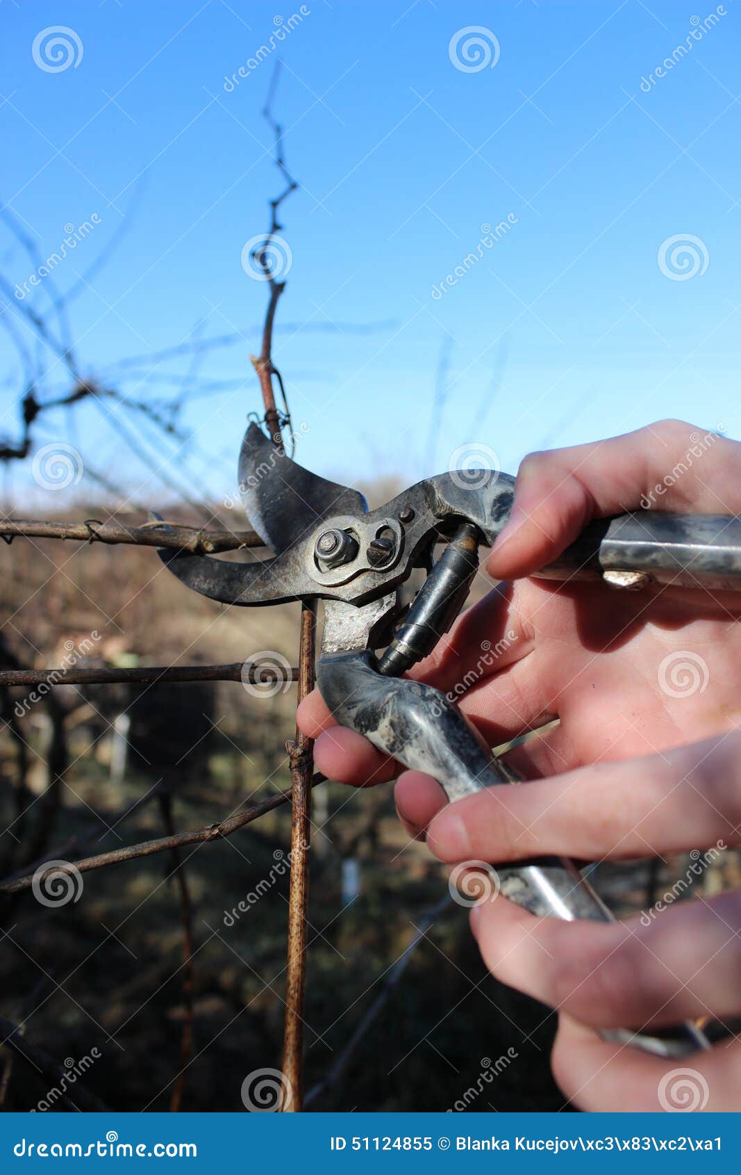 Pruning Branches of Grapes in the Spring Garden Stock Image - Image of ...