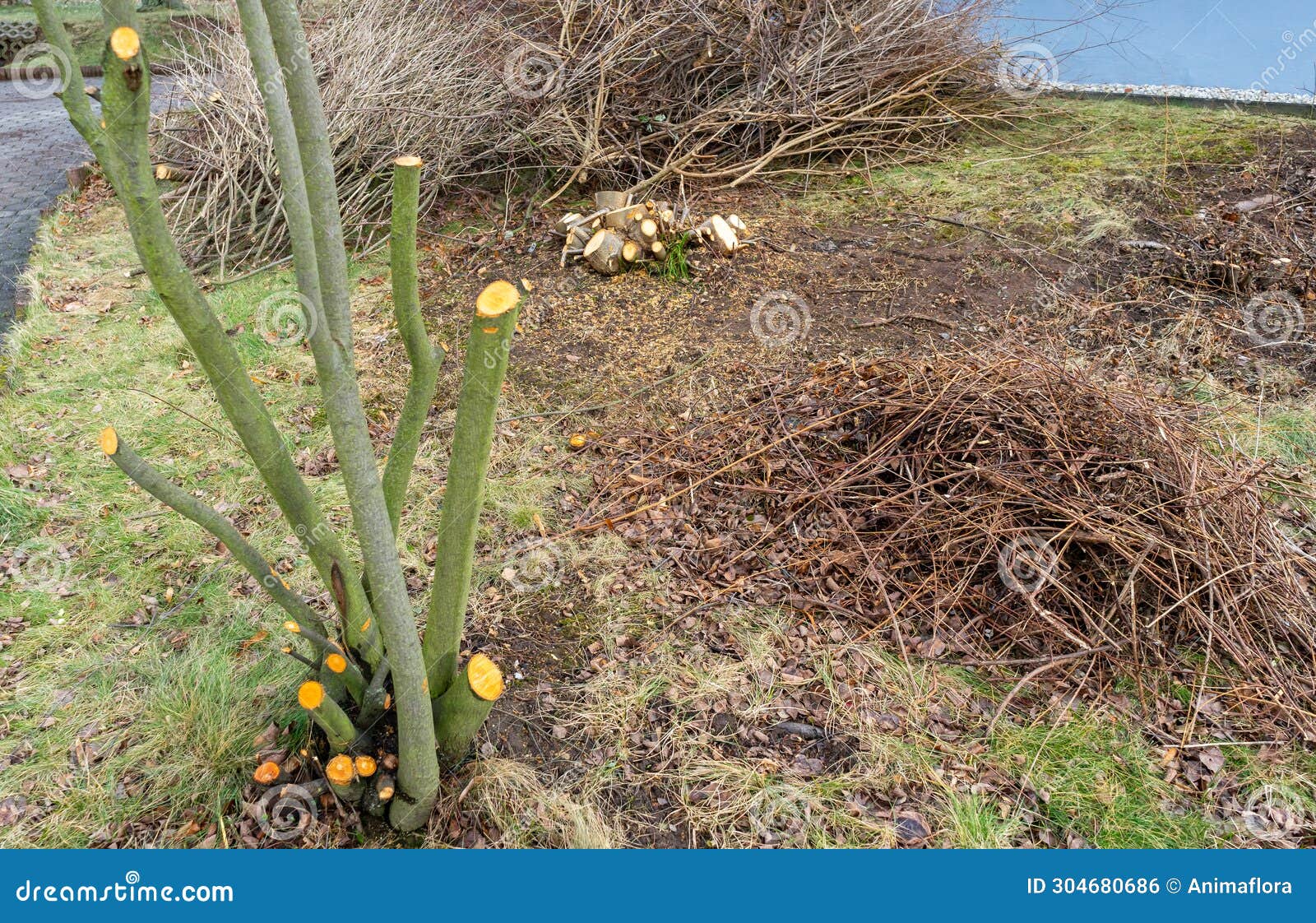 Pruning Bushes in the City in Spring Stock Photo - Image of recycling ...