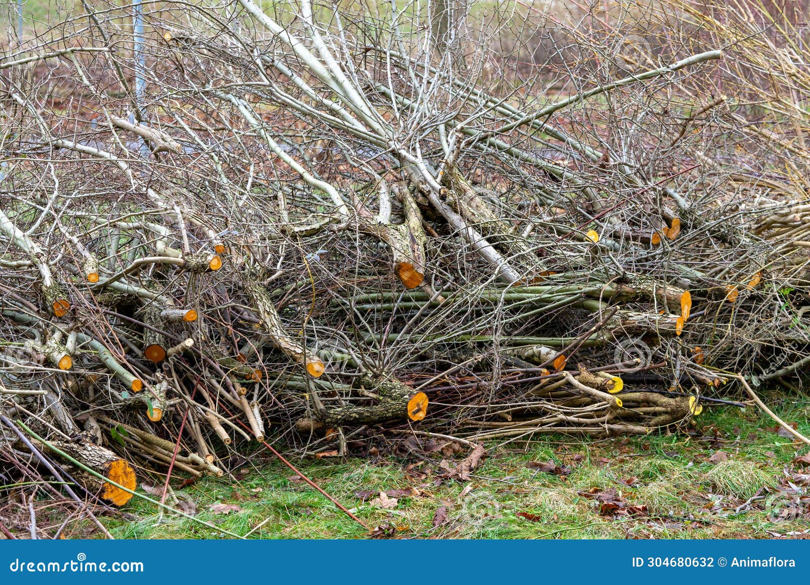 Pruning Bushes in Spring in a Park Stock Photo - Image of plant, bush ...