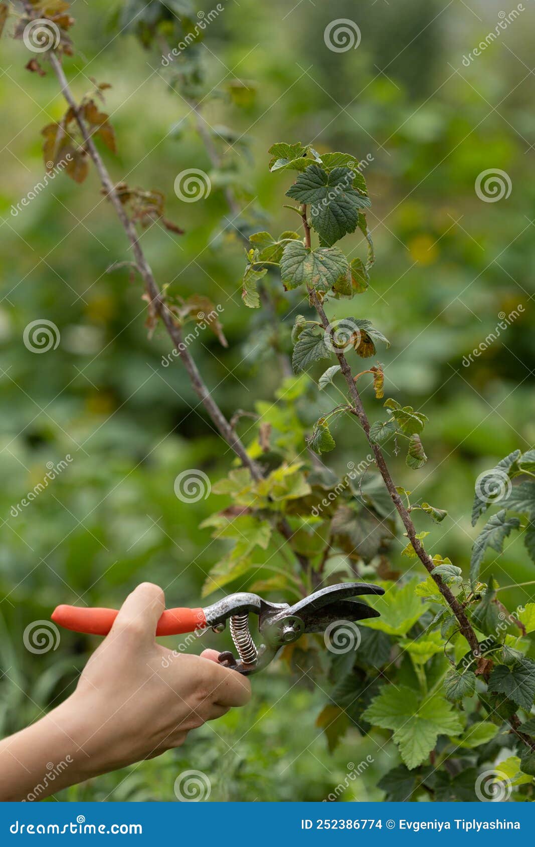 Pruning currant branches stock photo. Image of autumn - 252386774