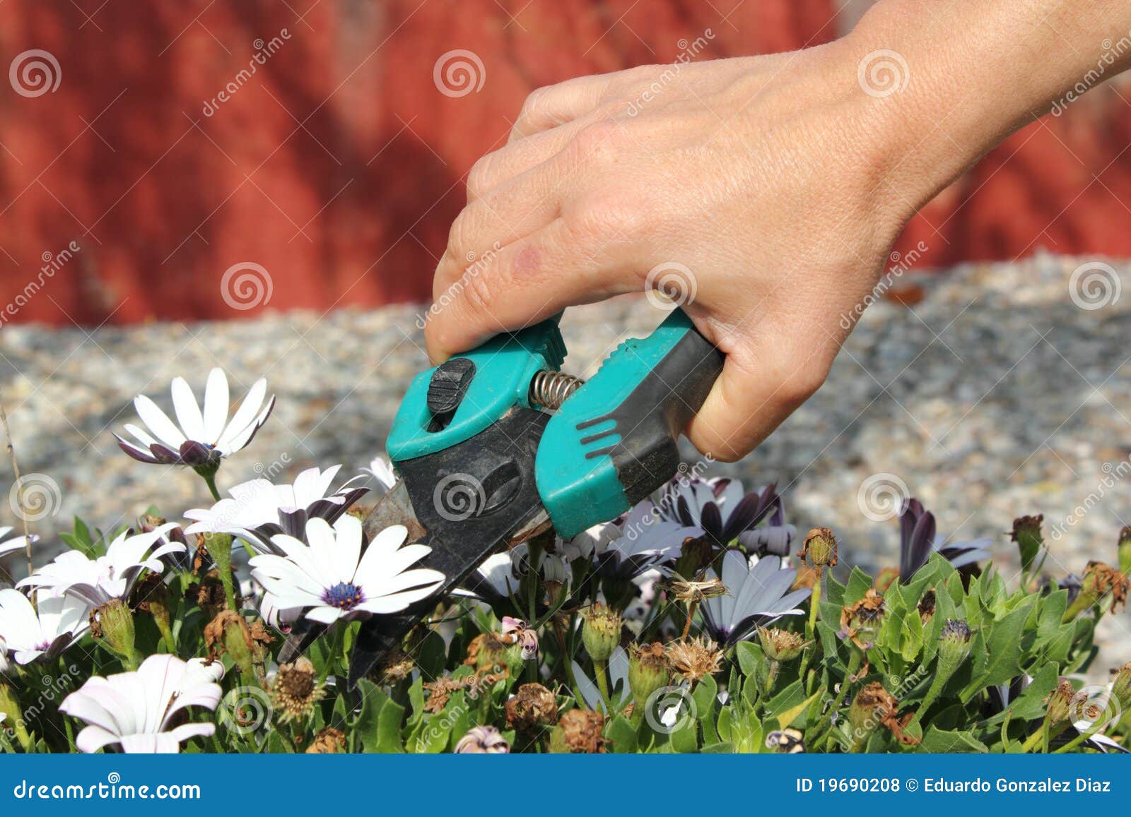 Pruning Flowers stock photo. Image of flowers, hand, gardener - 19690208