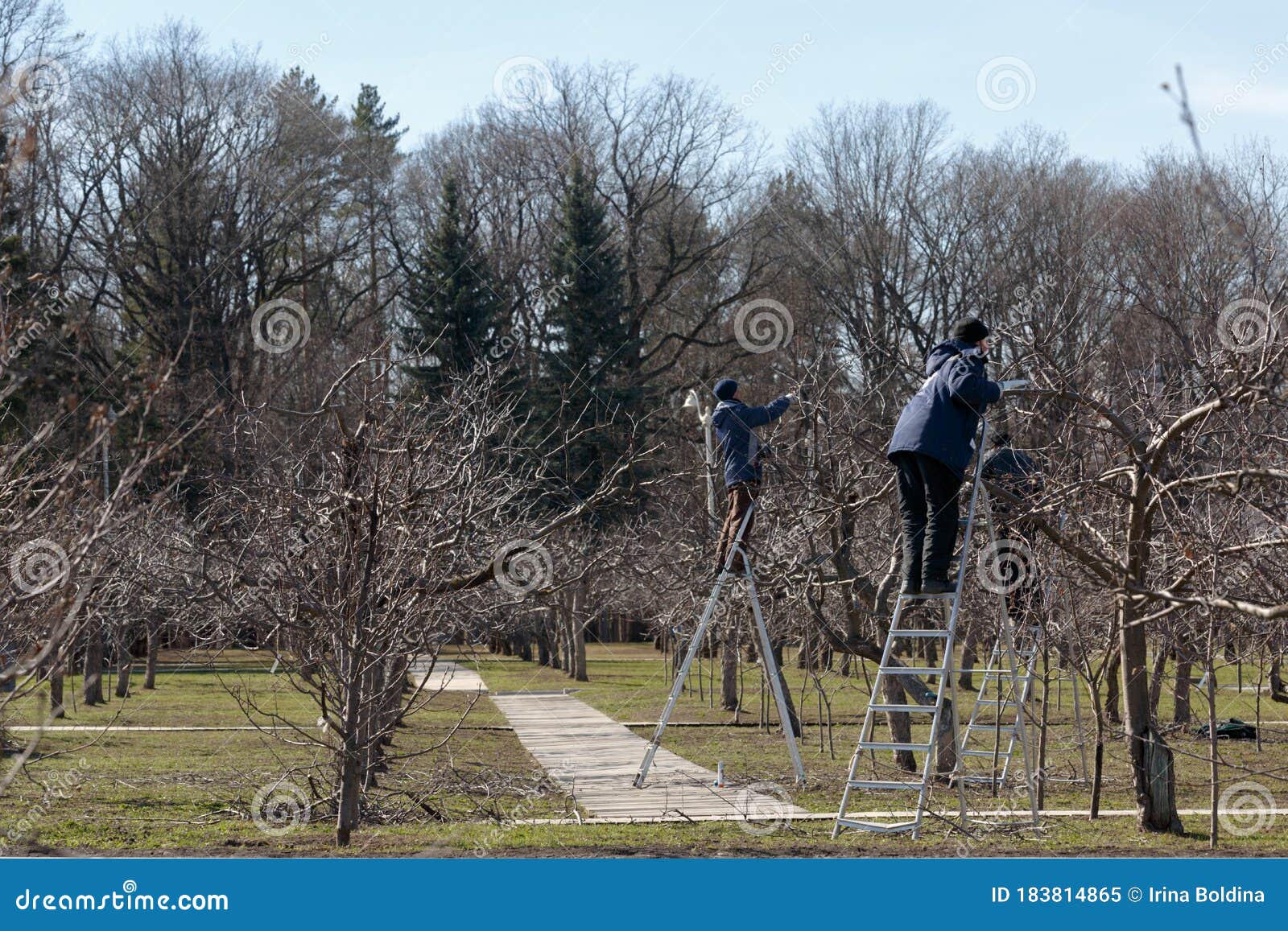 Pruning an Fruit Tree. Cutting Branches at Spring Editorial Image ...
