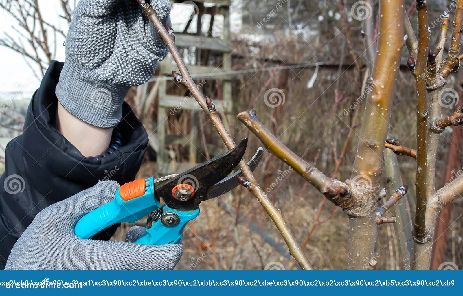 Pruning an Fruit Tree - Cutting Branches at Spring.Selective Focus ...