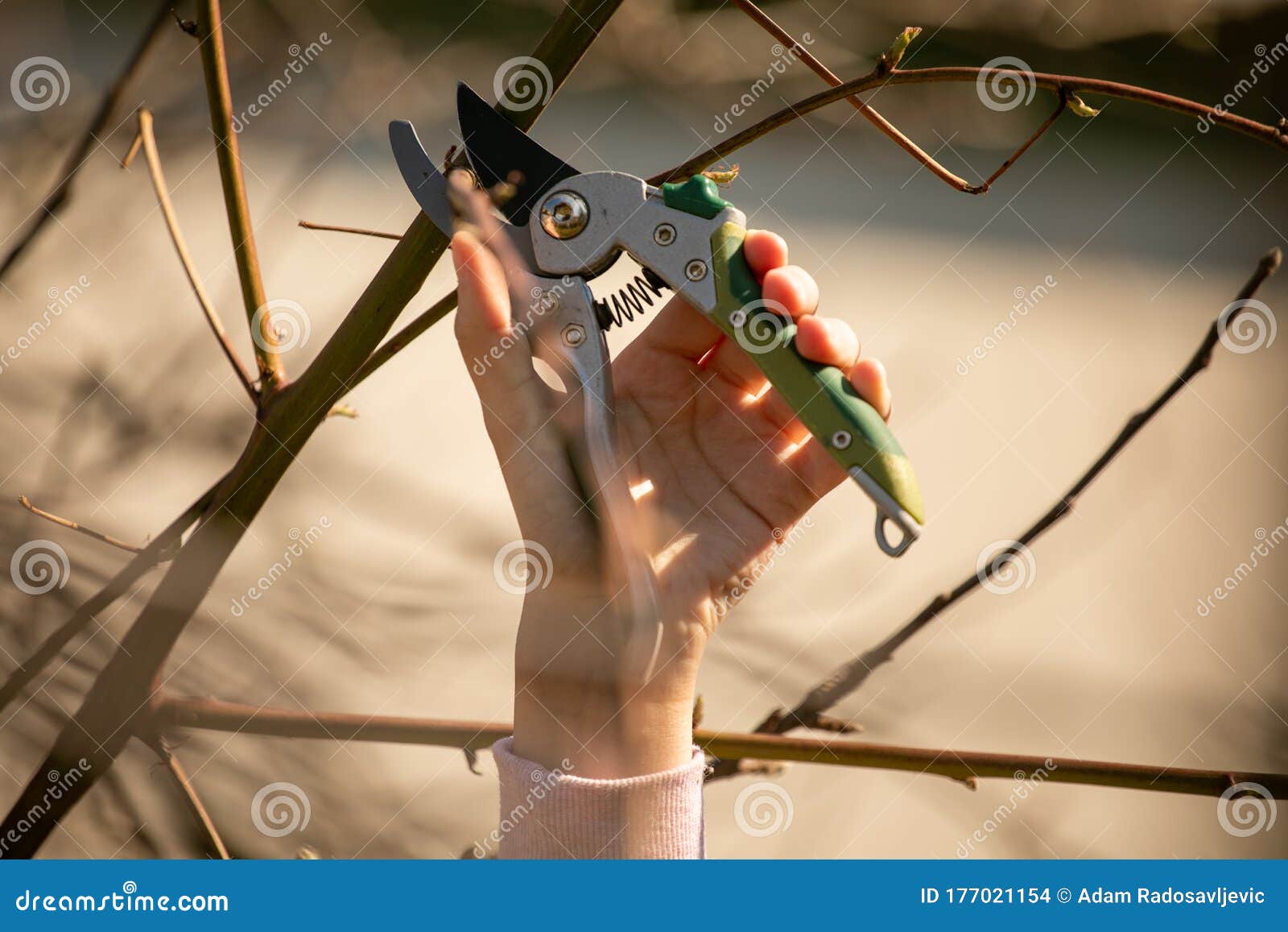 Pruning Fruit Tree - Cutting Branches at Spring Stock Photo - Image of ...
