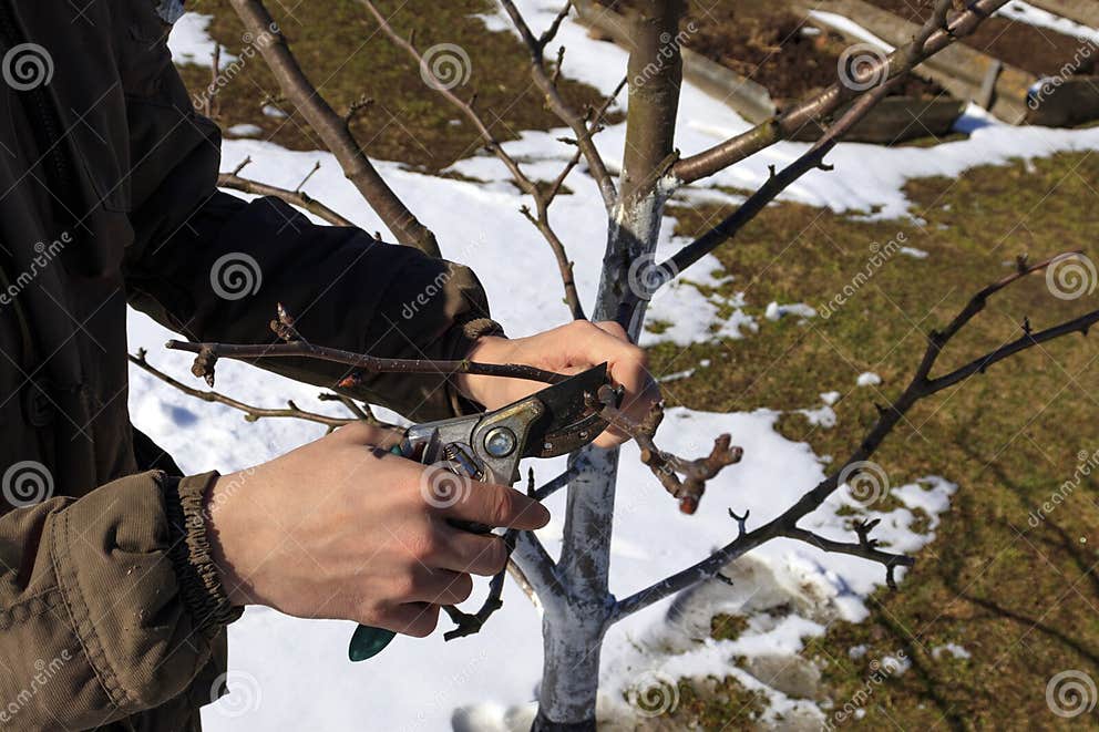 Pruning of Fruit Tree Seedlings. Pruning Young Trees in the Spring ...