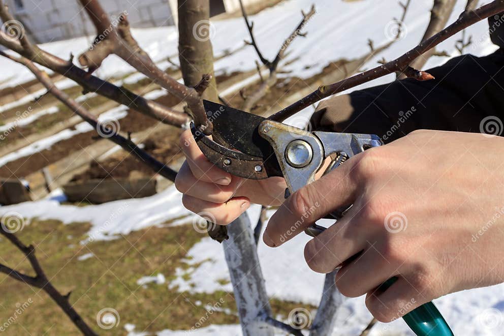 Pruning of Fruit Tree Seedlings. Pruning Young Trees in the Spring ...