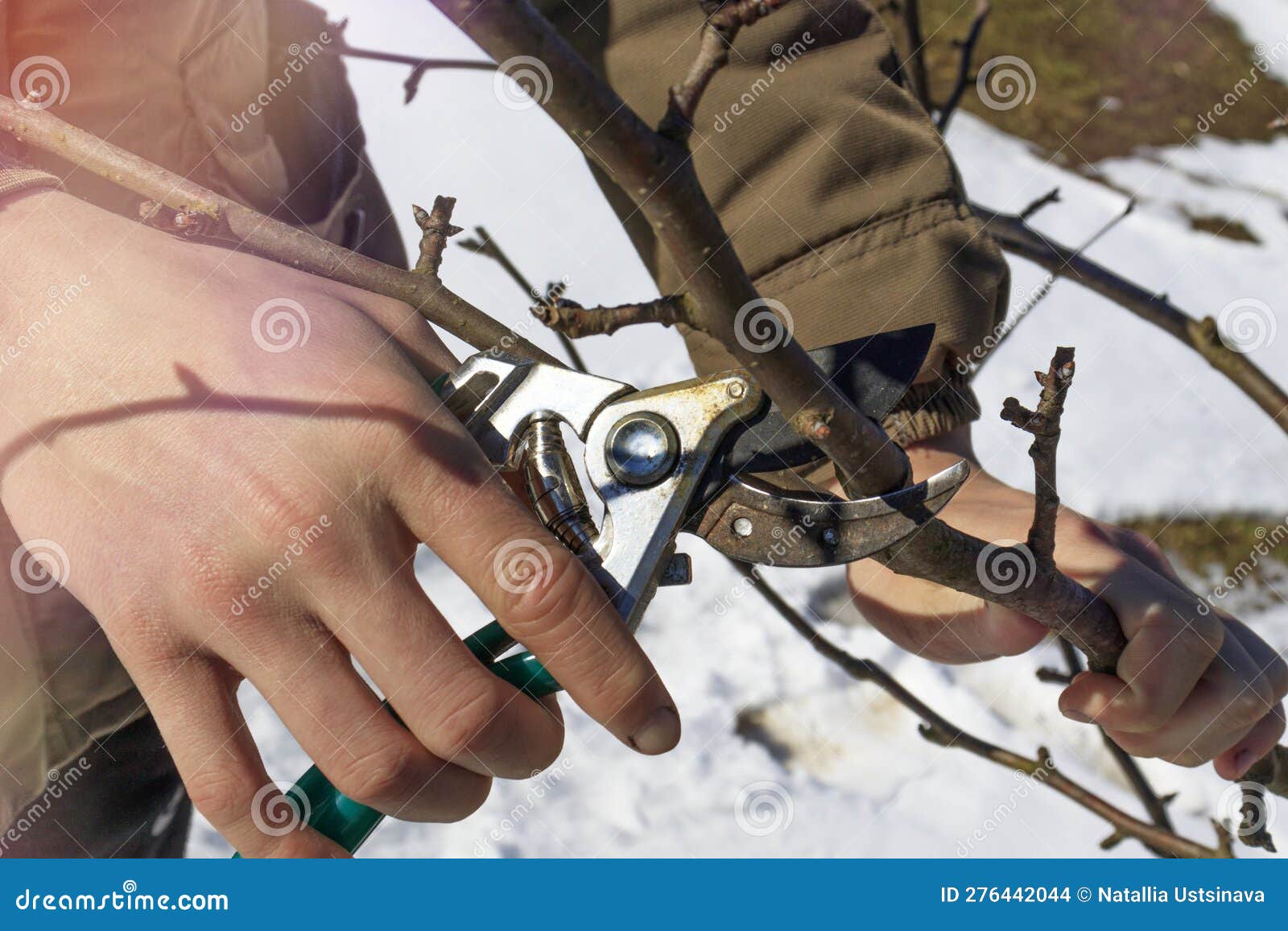 Pruning of Fruit Tree Seedlings. Pruning Young Trees in the Spring ...