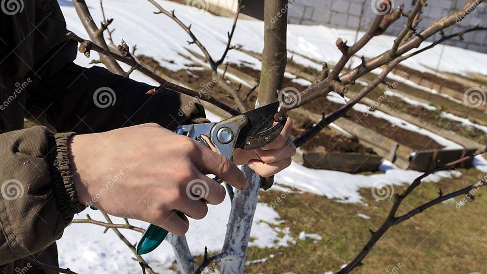 Pruning of Fruit Tree Seedlings. Pruning Young Trees in the Spring ...