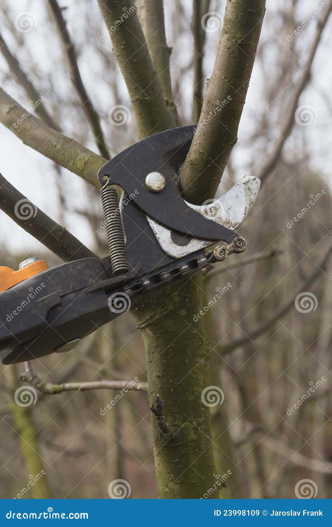 Pruning Fruit Trees by Pruning Shears. Stock Image - Image of farm ...