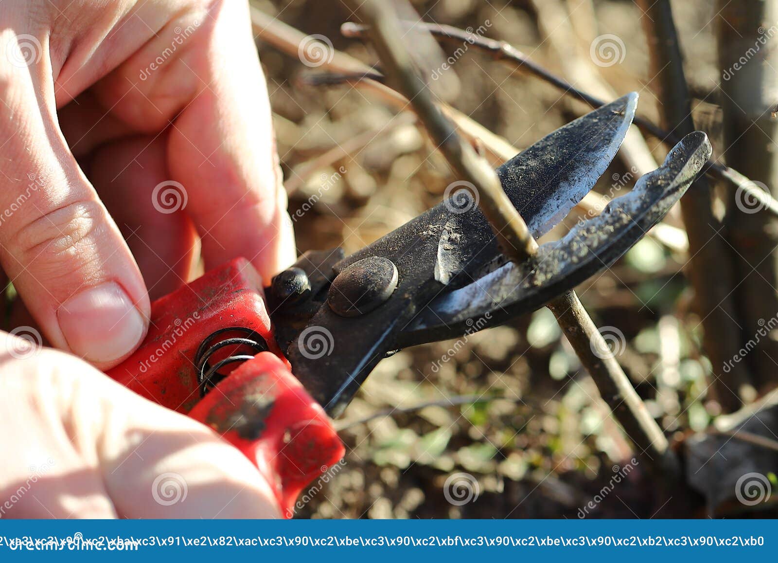 Pruning Fruit Trees in Spring, Grafting a Fruit Tree To Another Apple ...