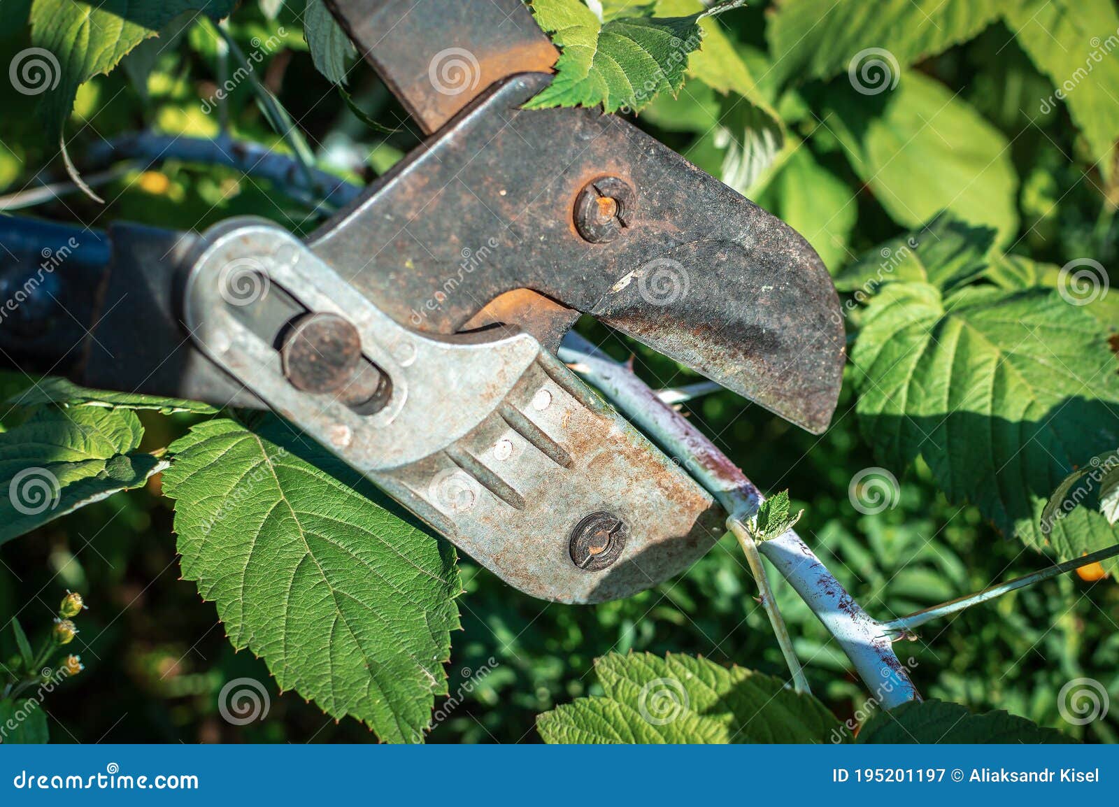 Pruning Garden Bushes with a Mechanical Garden Pruner. the Concept of ...