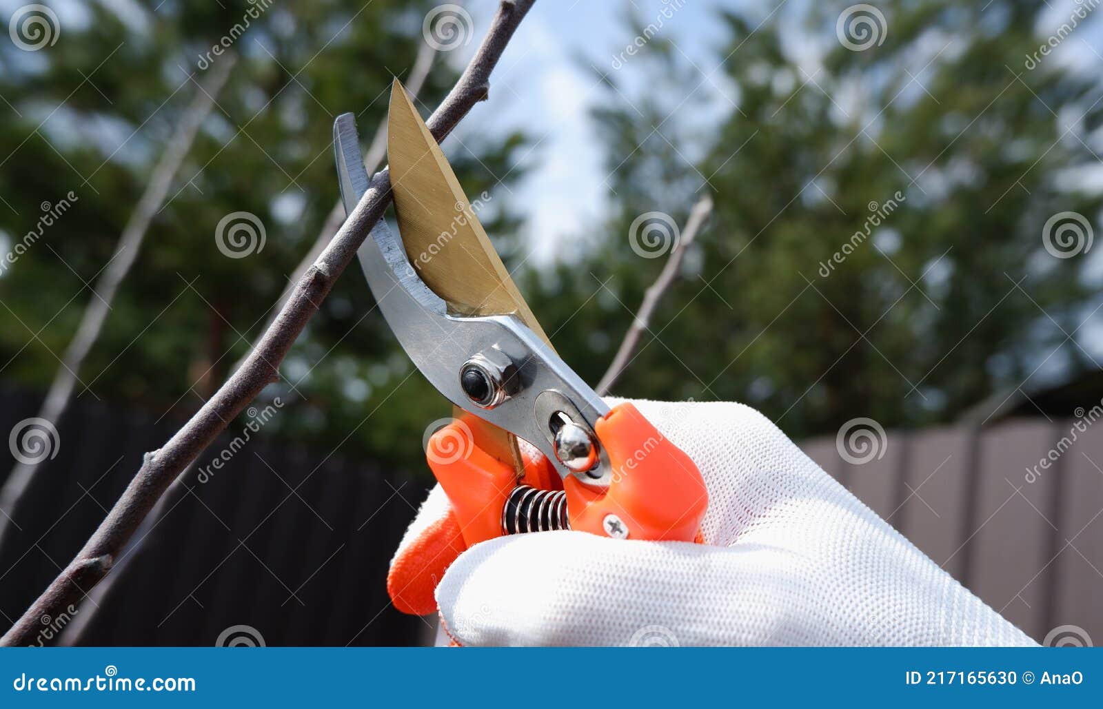 Pruning the Garden in Early Spring. a Hand in a Working Glove with a ...