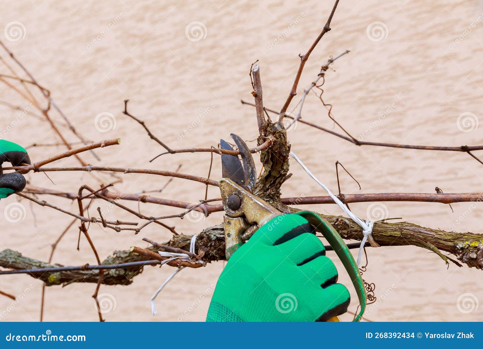 Pruning Grapes. Work in the Garden in Early Spring. Stock Photo - Image ...