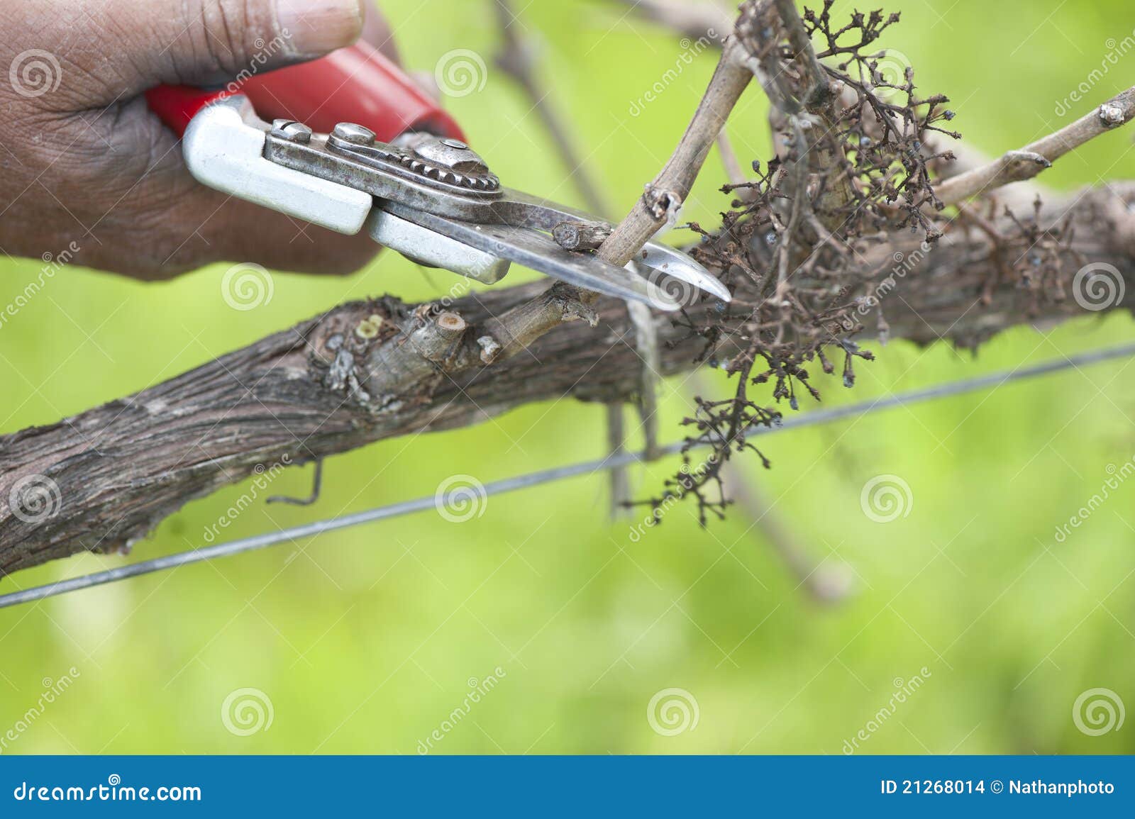 Pruning grapevine close-up stock photo. Image of pruning - 21268014