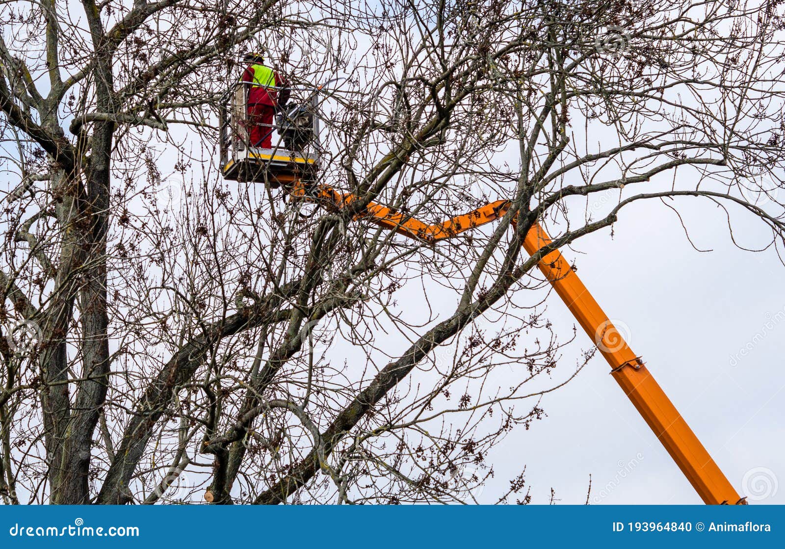 Pruning with Lifting Platform Stock Photo - Image of industry, pruning ...