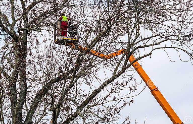 Pruning with Lifting Platform Stock Photo - Image of industry, pruning ...