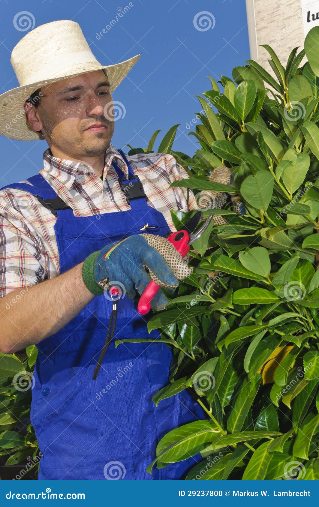 Pruning, Man with Gardening Stock Photo - Image of gardens, homeowners ...