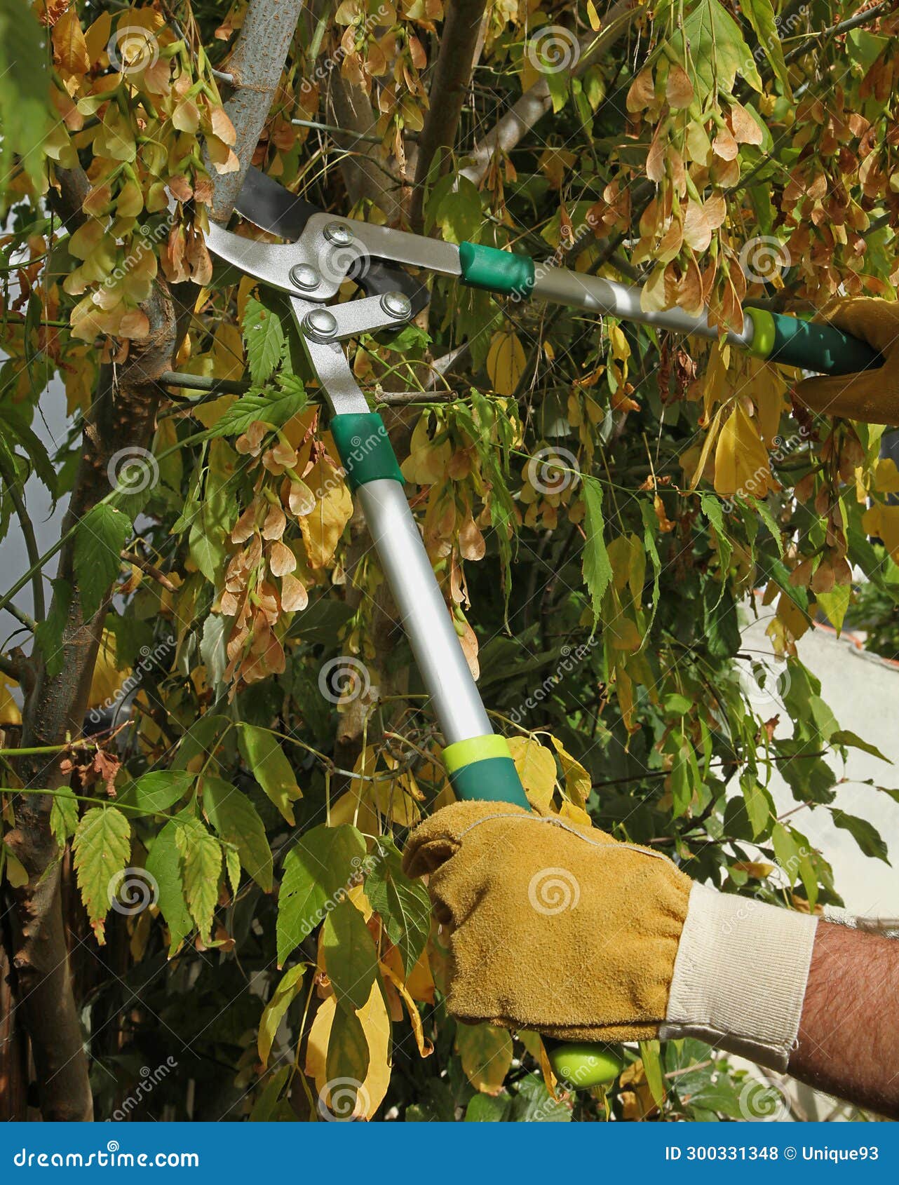 Pruning a Maple Tree with a Branch Cutter Stock Photo - Image of work ...