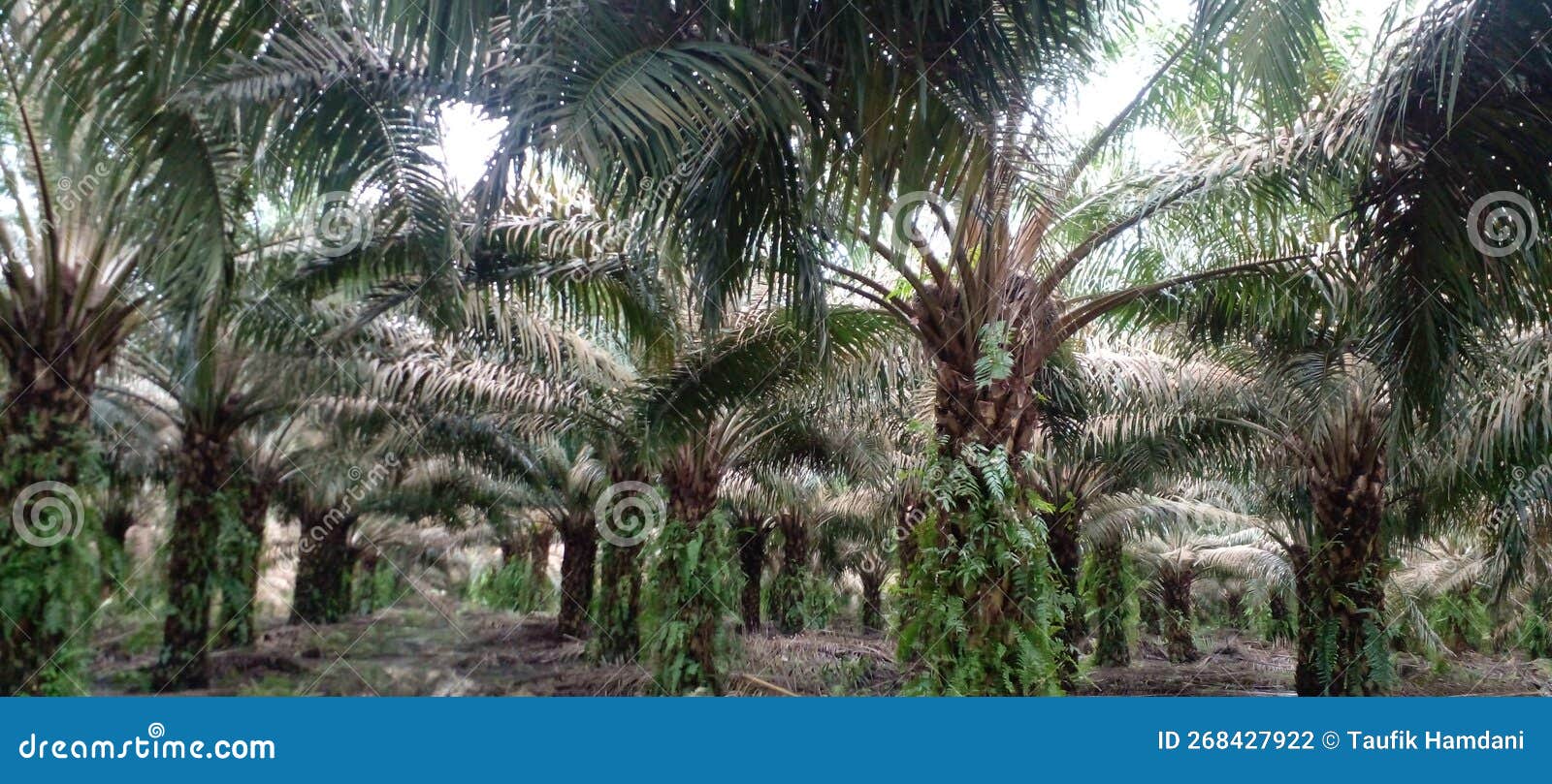 Pruning oil palm fronds stock photo. Image of pruning - 268427922