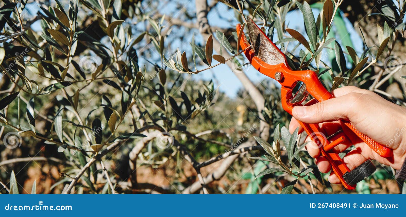 Pruning an Olive Tree, Panoramic Format Stock Image - Image of ...