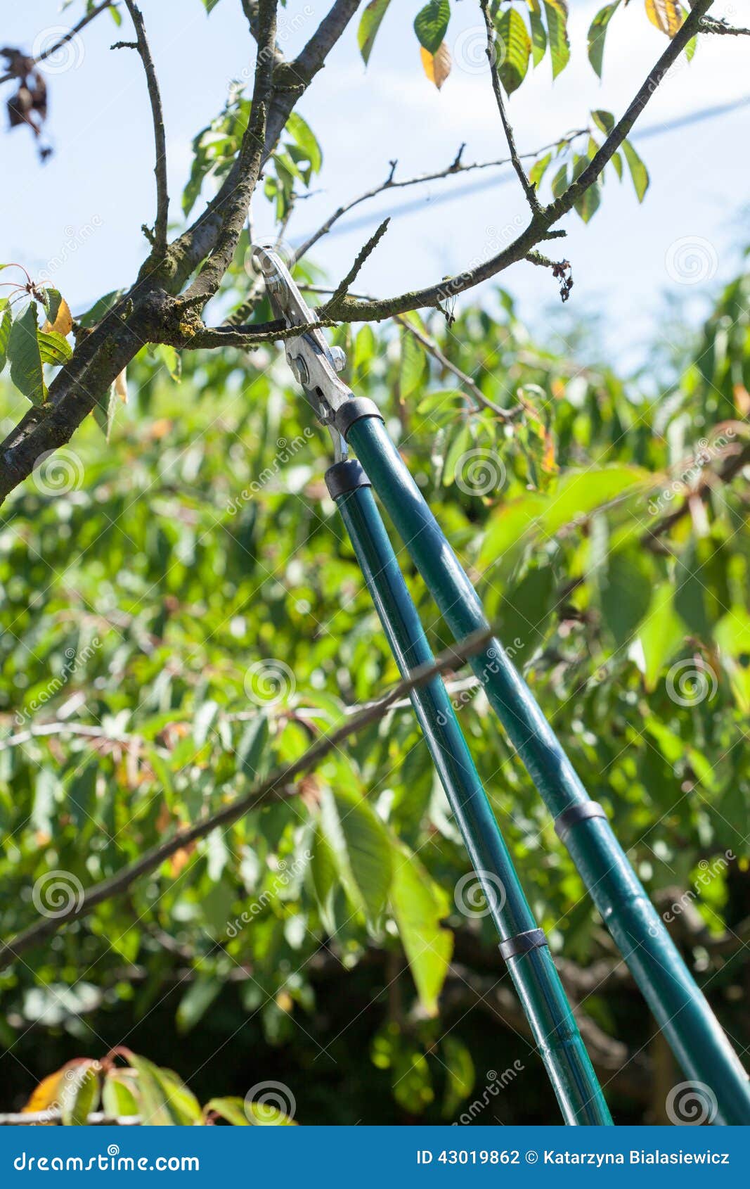 Pruning in a orchard stock photo. Image of open, control - 43019862