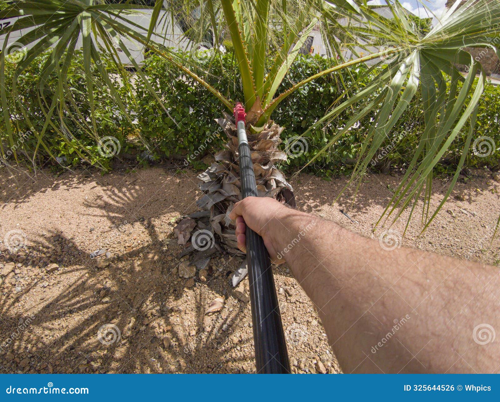 Pruning A Palm Stock Photo | CartoonDealer.com #23074188