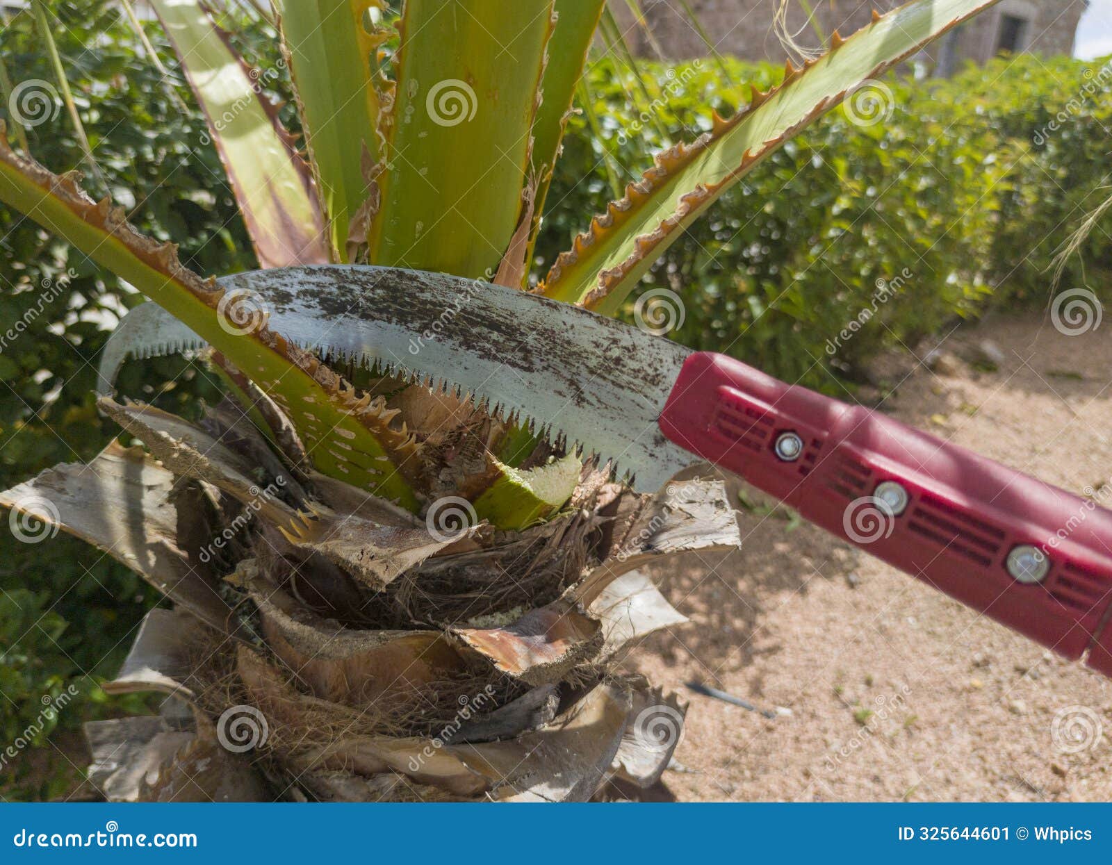 Pruning Palms Tree with Extendable Pole Handsaw Stock Image - Image of ...