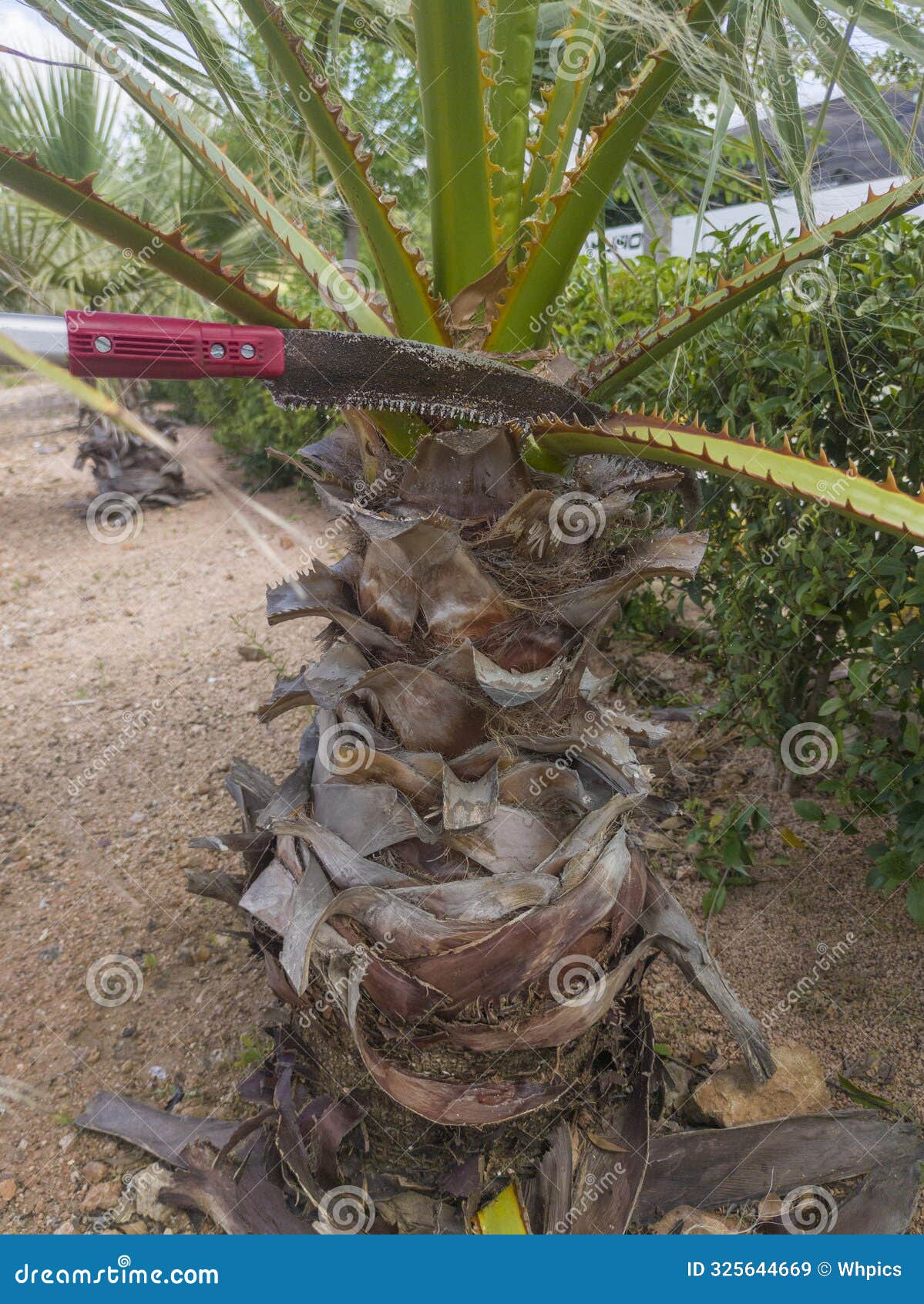 Pruning Palms Tree with Extendable Pole Handsaw Stock Image - Image of ...