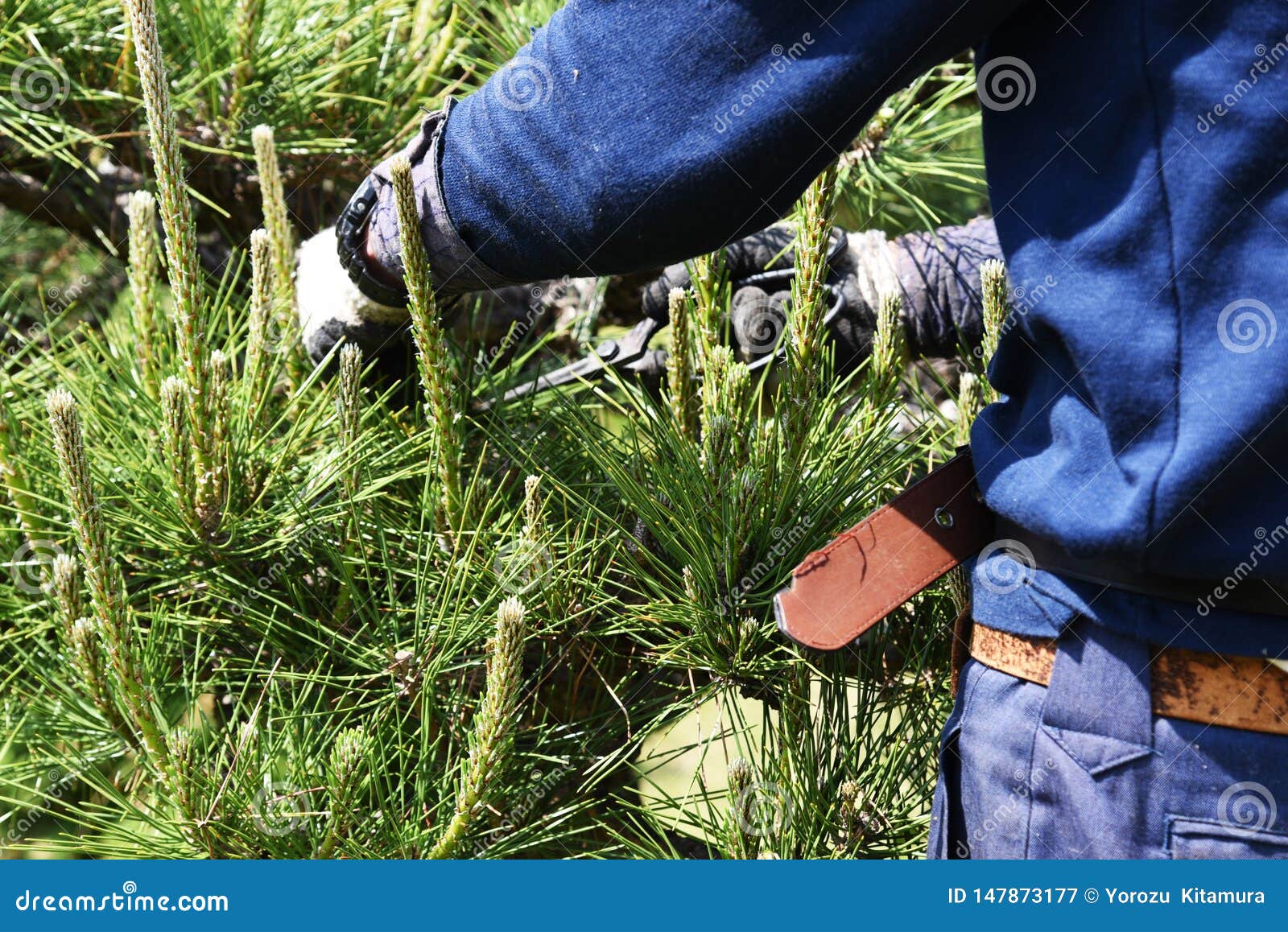 Pruning of a pine tree stock image. Image of branch - 147873177