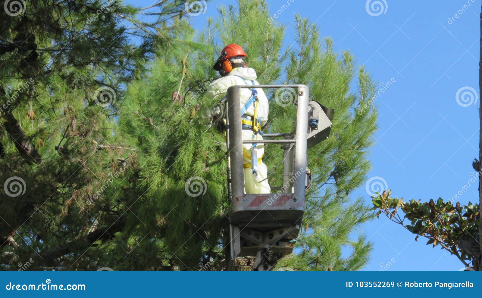 Pruning of pines stock image. Image of work, industry - 103552269