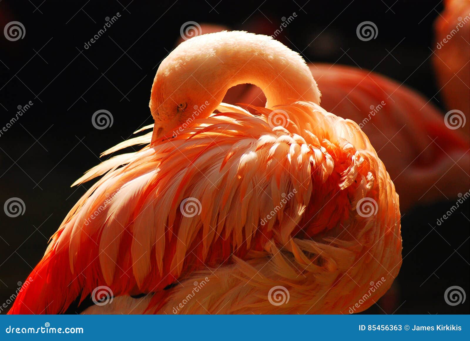 Pruning pink flamingo stock image. Image of colorful - 85456363